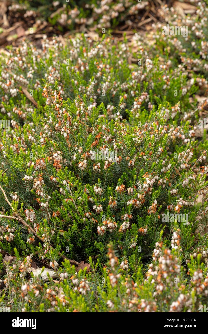Stunning Erica × darleyensis f. albiflora ‘Bing’ in flower with fallen ...