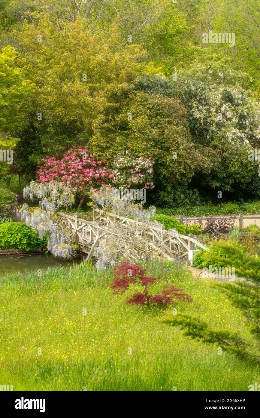 Flowering Wisteria twining over an ornamental bridge at Wisley Royal ...