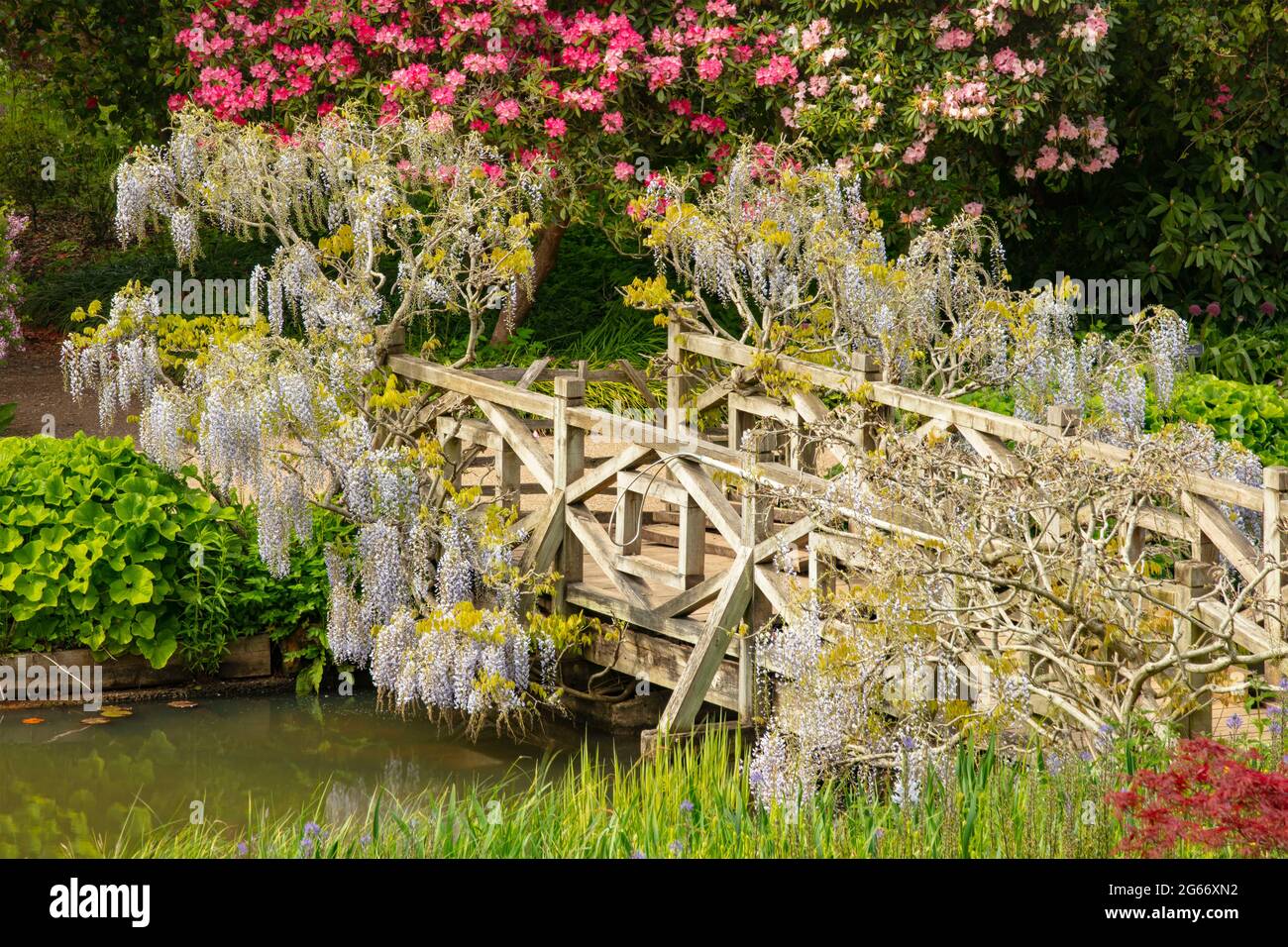 Flowering Wisteria twining over an ornamental bridge at Wisley Royal ...