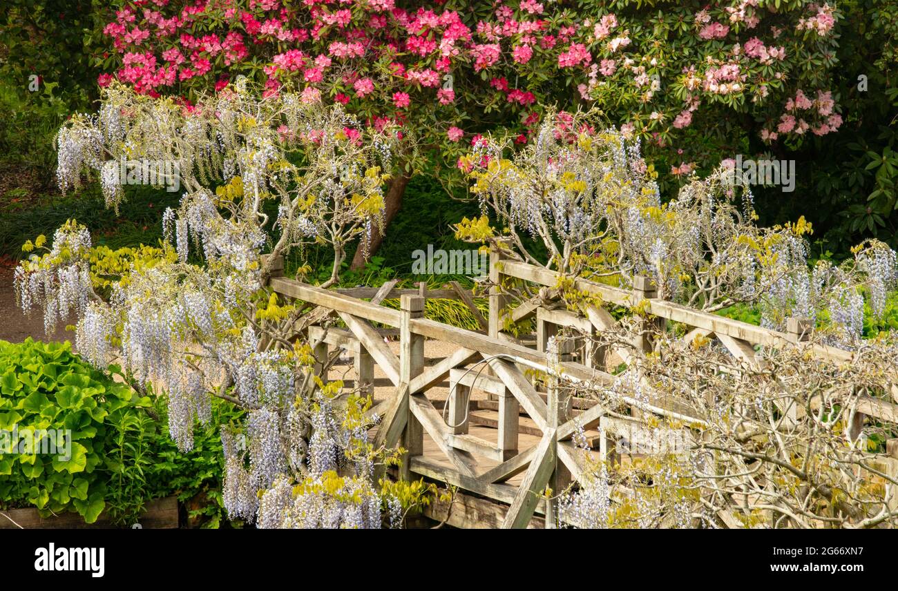 Flowering Wisteria twining over an ornamental bridge at Wisley Royal ...