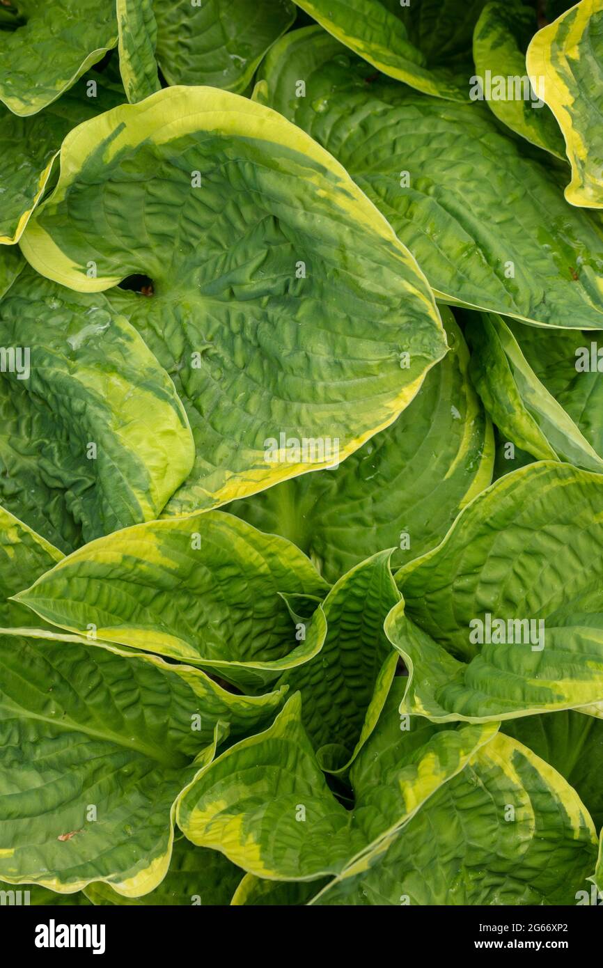 Hosta white christmas hi-res stock photography and images - Alamy