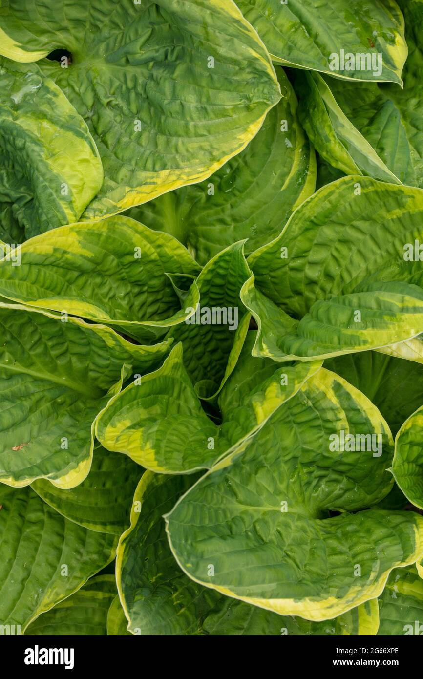 Hosta white christmas hi-res stock photography and images - Alamy