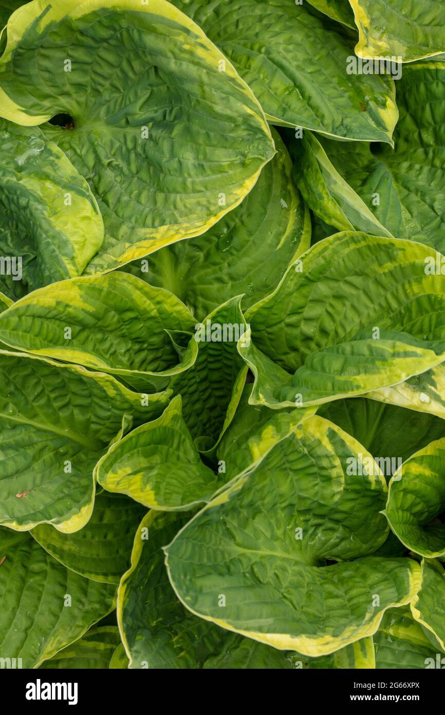 Hosta white christmas hi-res stock photography and images - Alamy