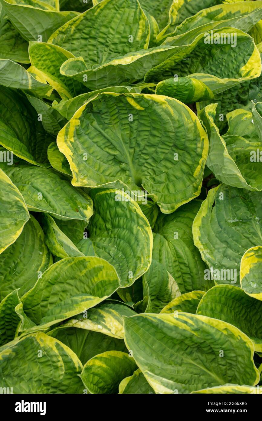 Hosta white christmas hi-res stock photography and images - Alamy
