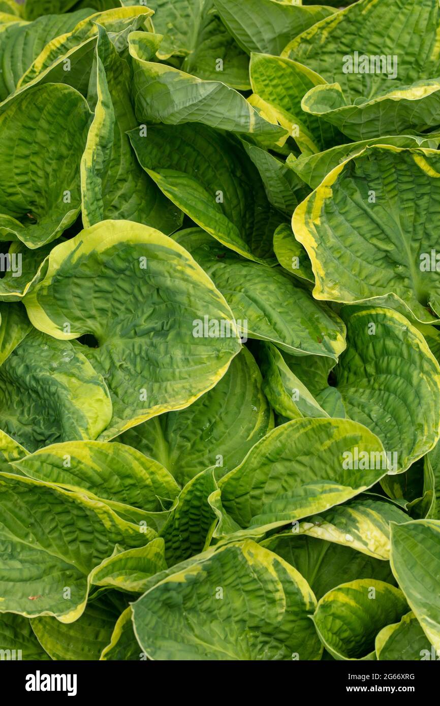 Hosta white christmas hi-res stock photography and images - Alamy