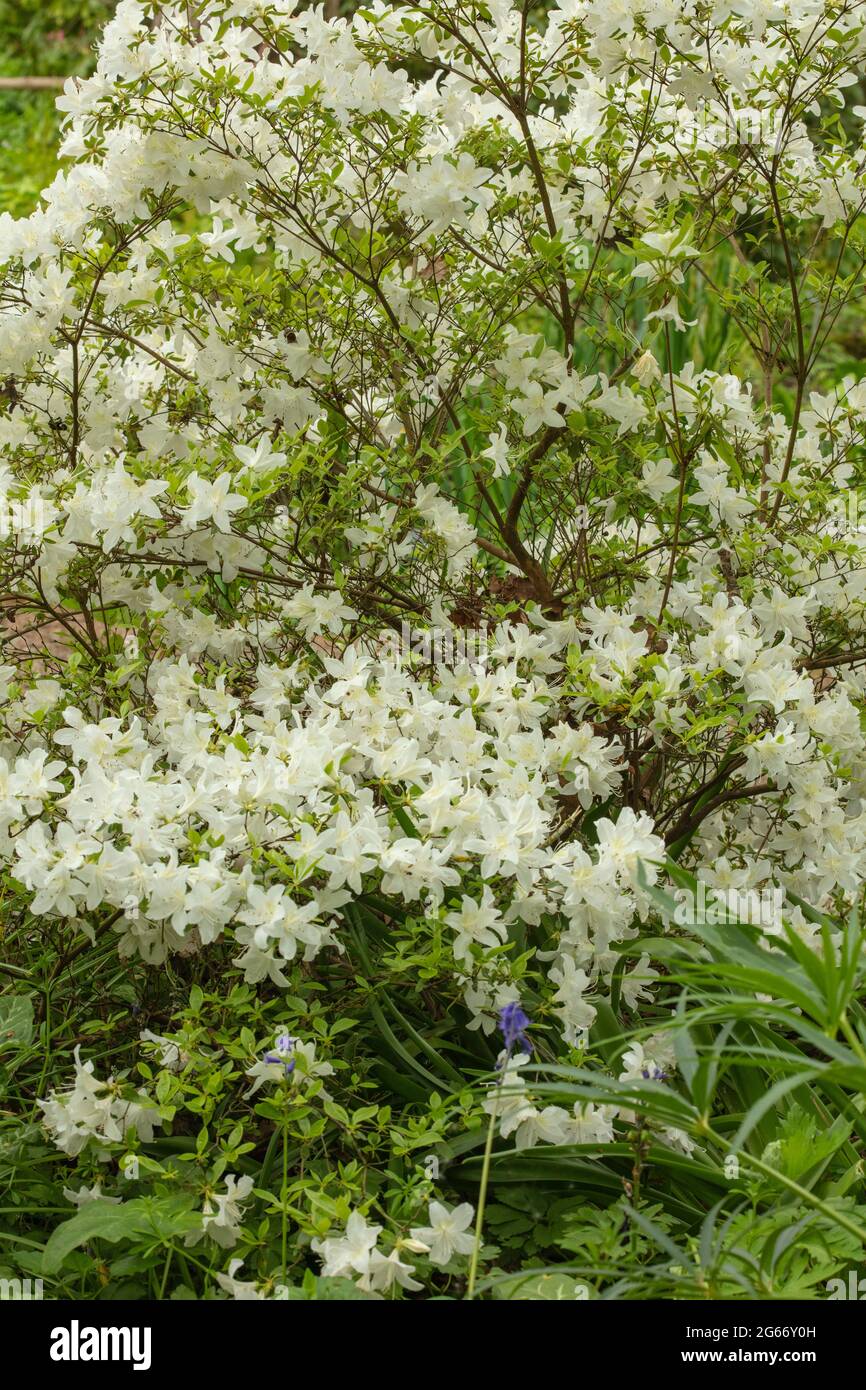 Speckling wall hi-res stock photography and images - Alamy