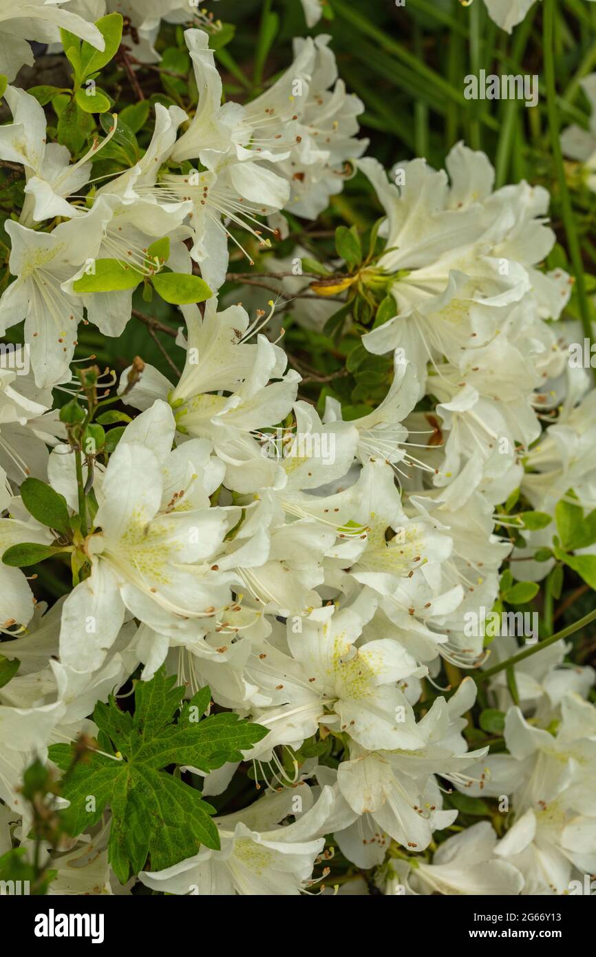 Propagation layering hi-res stock photography and images - Alamy