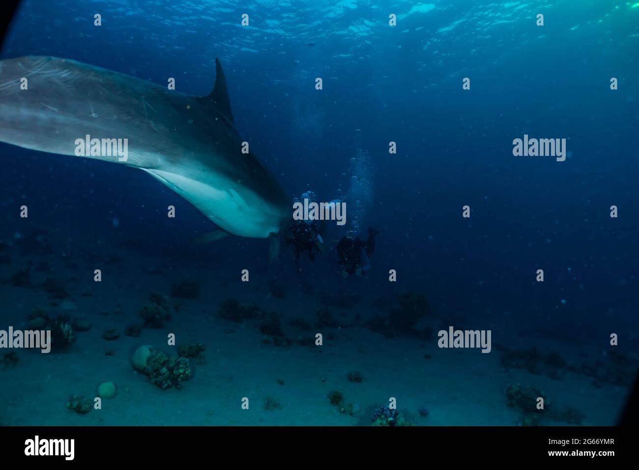 Dolphin swimming in the Red Sea, Eilat Israel Stock Photo - Alamy