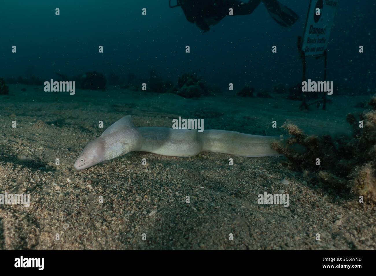 Dolphin swimming in the Red Sea, Eilat Israel Stock Photo - Alamy