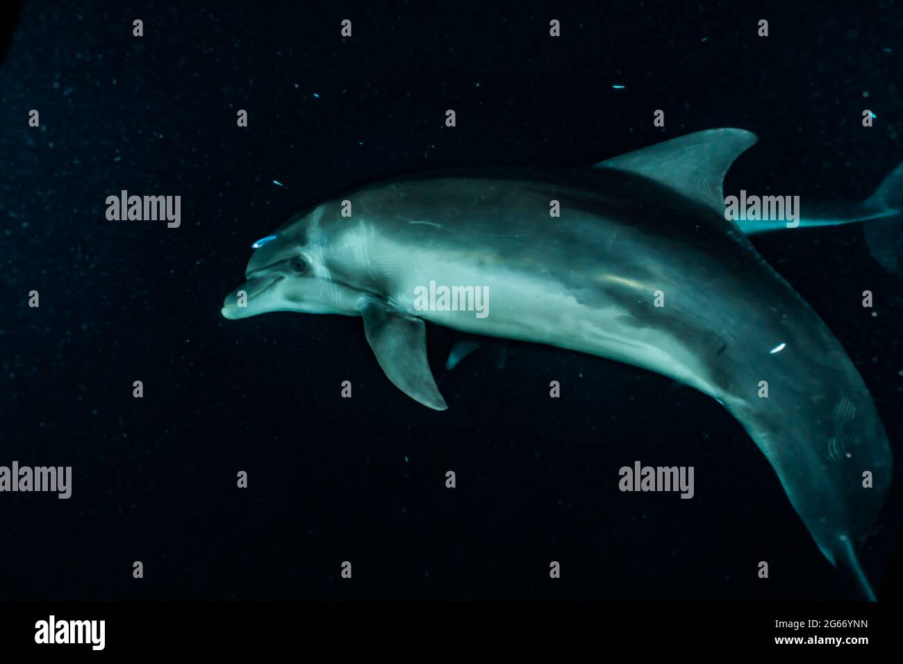 Dolphin swimming in the Red Sea, Eilat Israel Stock Photo - Alamy