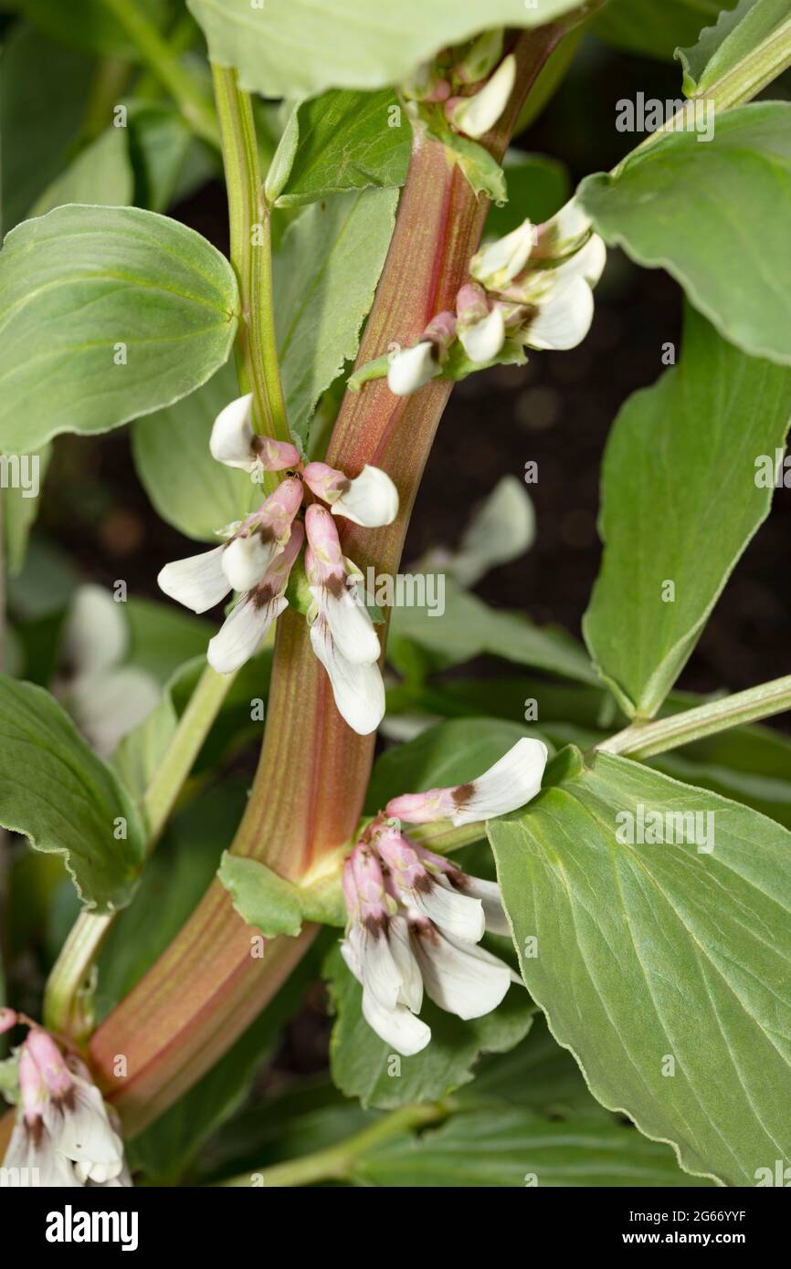 The sutton beans hi-res stock photography and images - Alamy