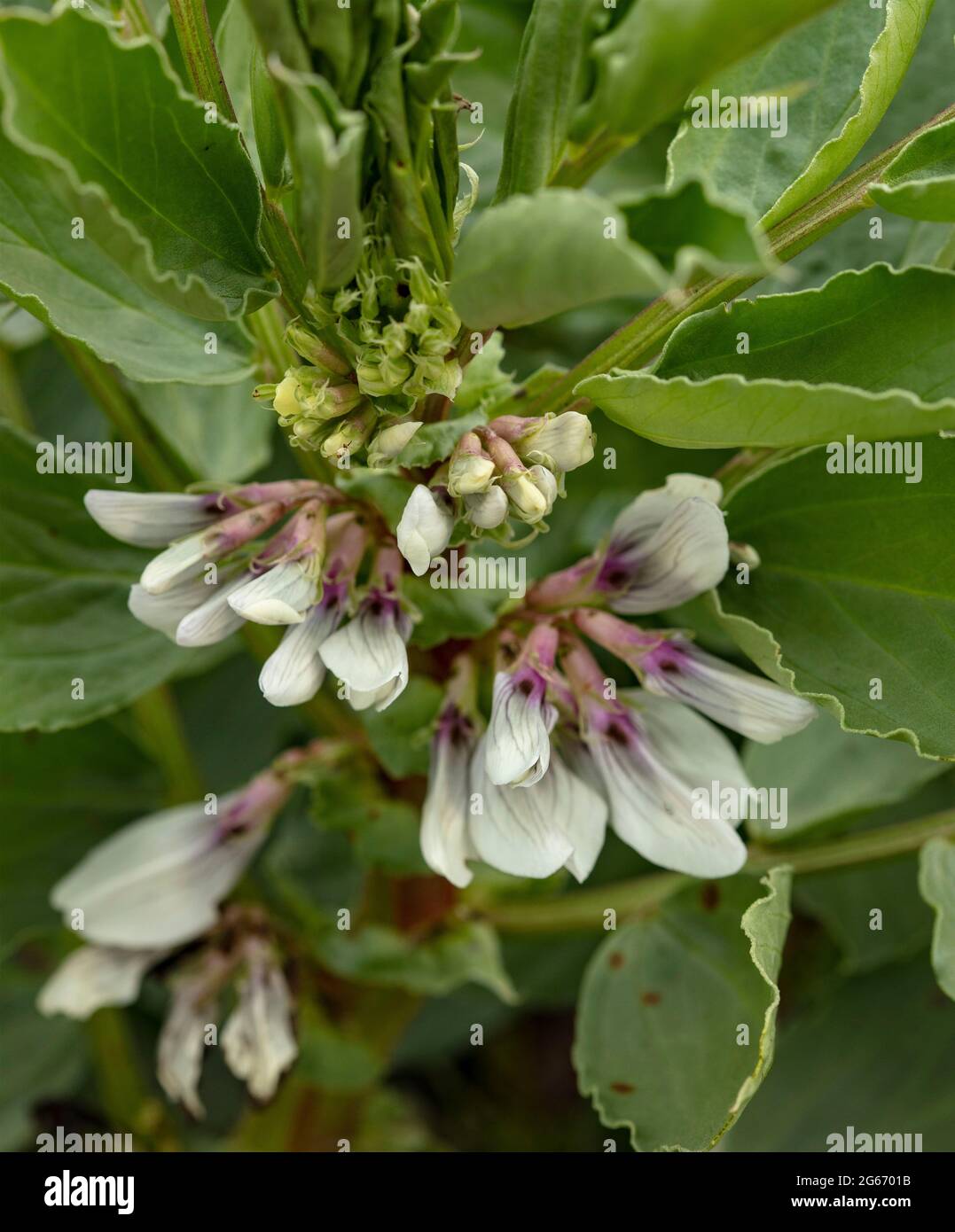 The sutton beans hi-res stock photography and images - Alamy
