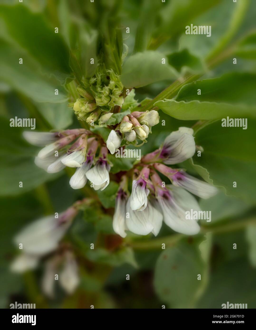 Dwarf broad bean hi-res stock photography and images - Alamy