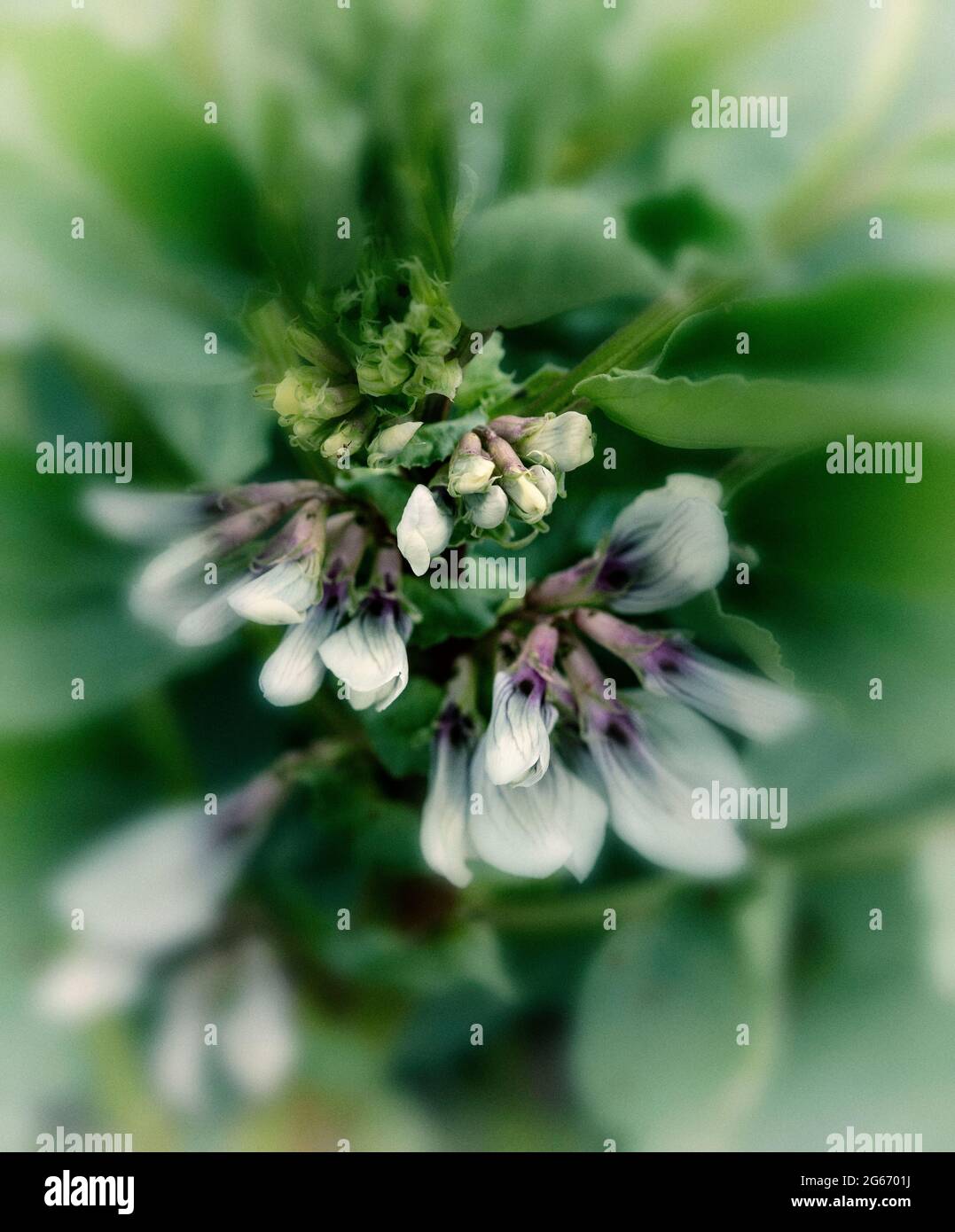 The sutton beans hi-res stock photography and images - Alamy