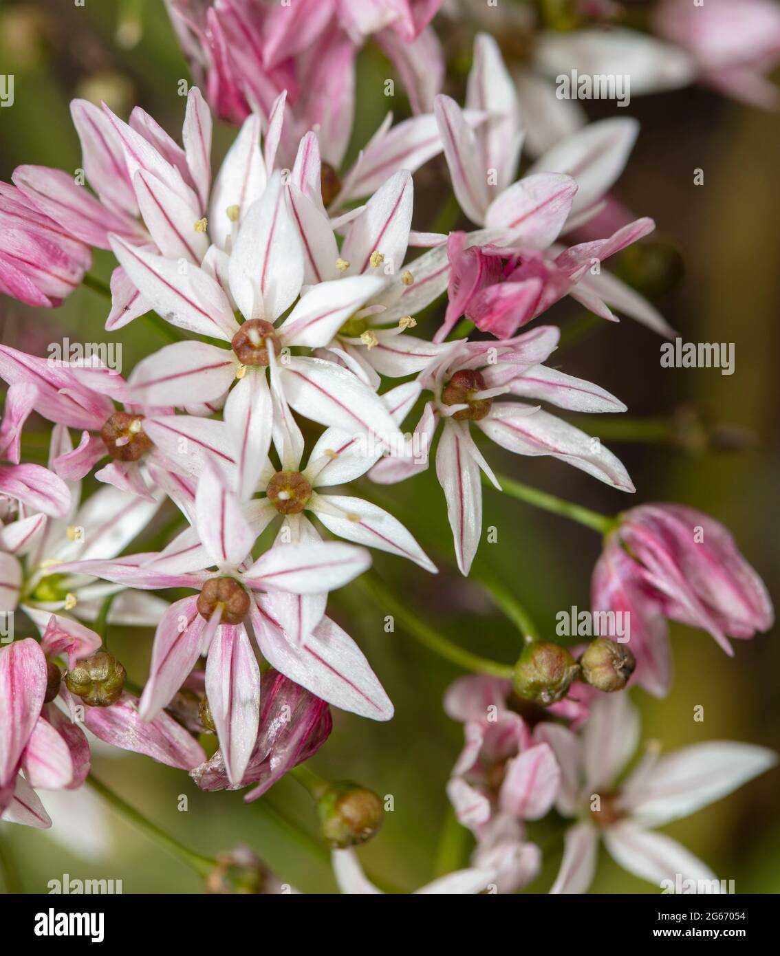 Prolific Allium ‘Caméléon, flowering. Close-up natural flower portrait ...