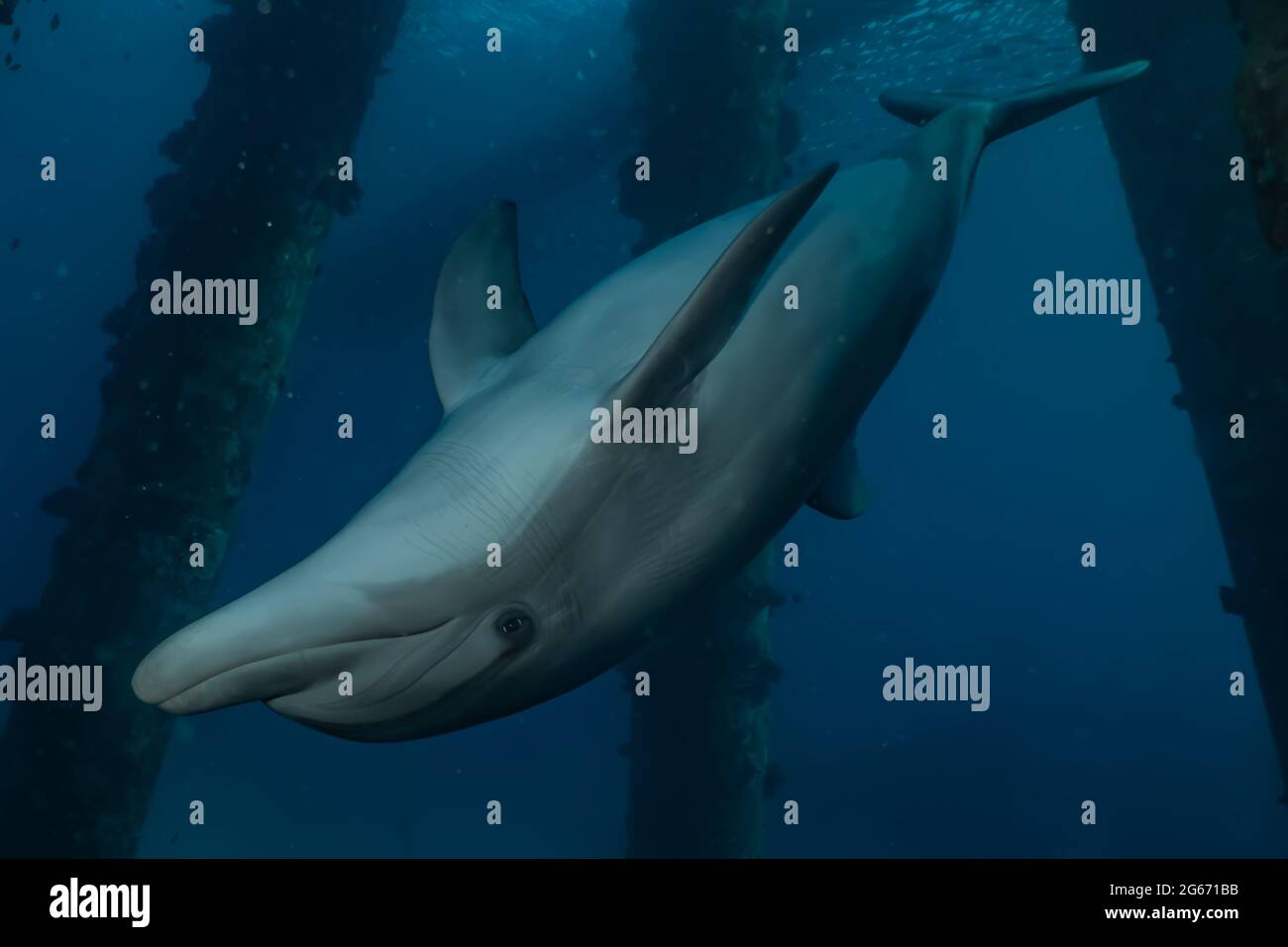 Dolphin swimming in the Red Sea, Eilat Israel Stock Photo - Alamy