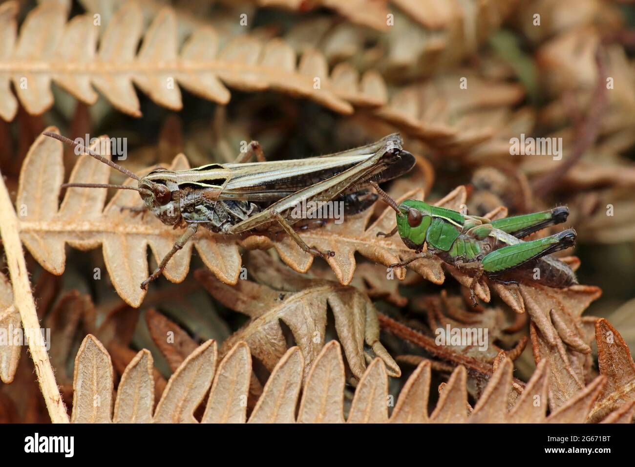 Common Field Grasshopper Chorthippus brunneus adult left, and Meadow ...