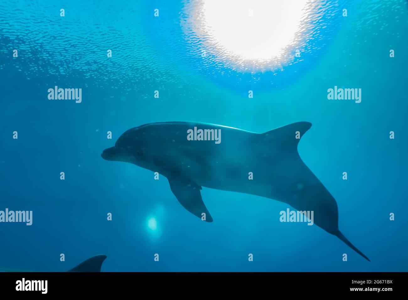 Dolphin swimming in the Red Sea, Eilat Israel Stock Photo - Alamy