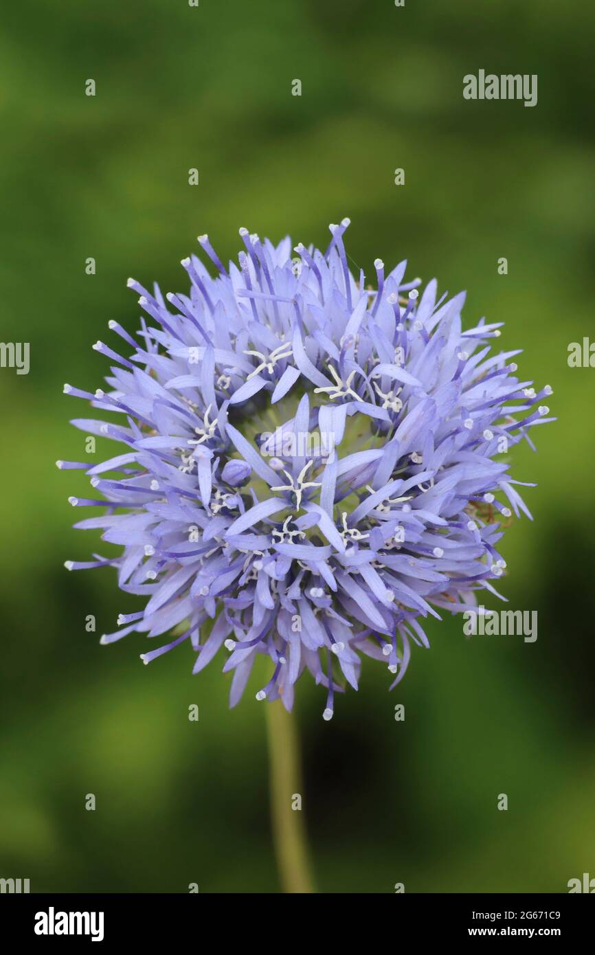Sheeps bit scabious hi-res stock photography and images - Alamy