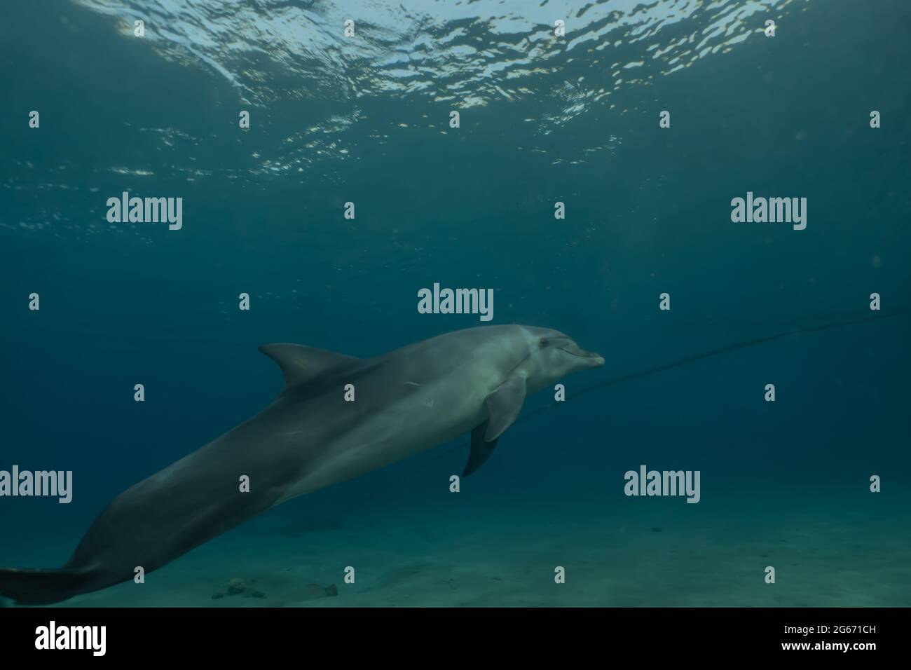 Dolphin swimming in the Red Sea, Eilat Israel Stock Photo - Alamy