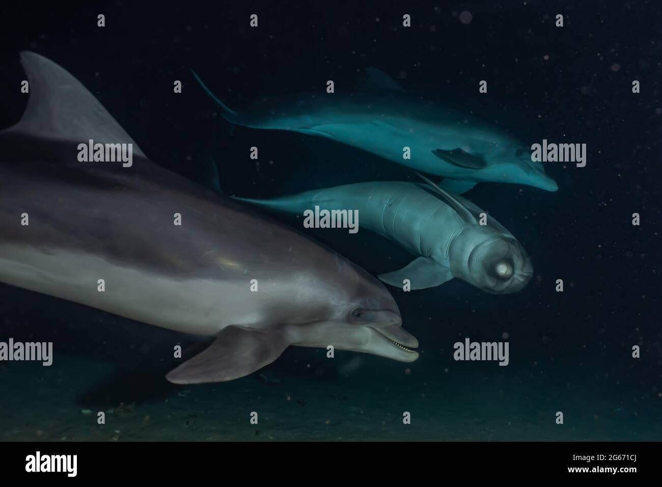 Dolphin swimming in the Red Sea, Eilat Israel Stock Photo - Alamy