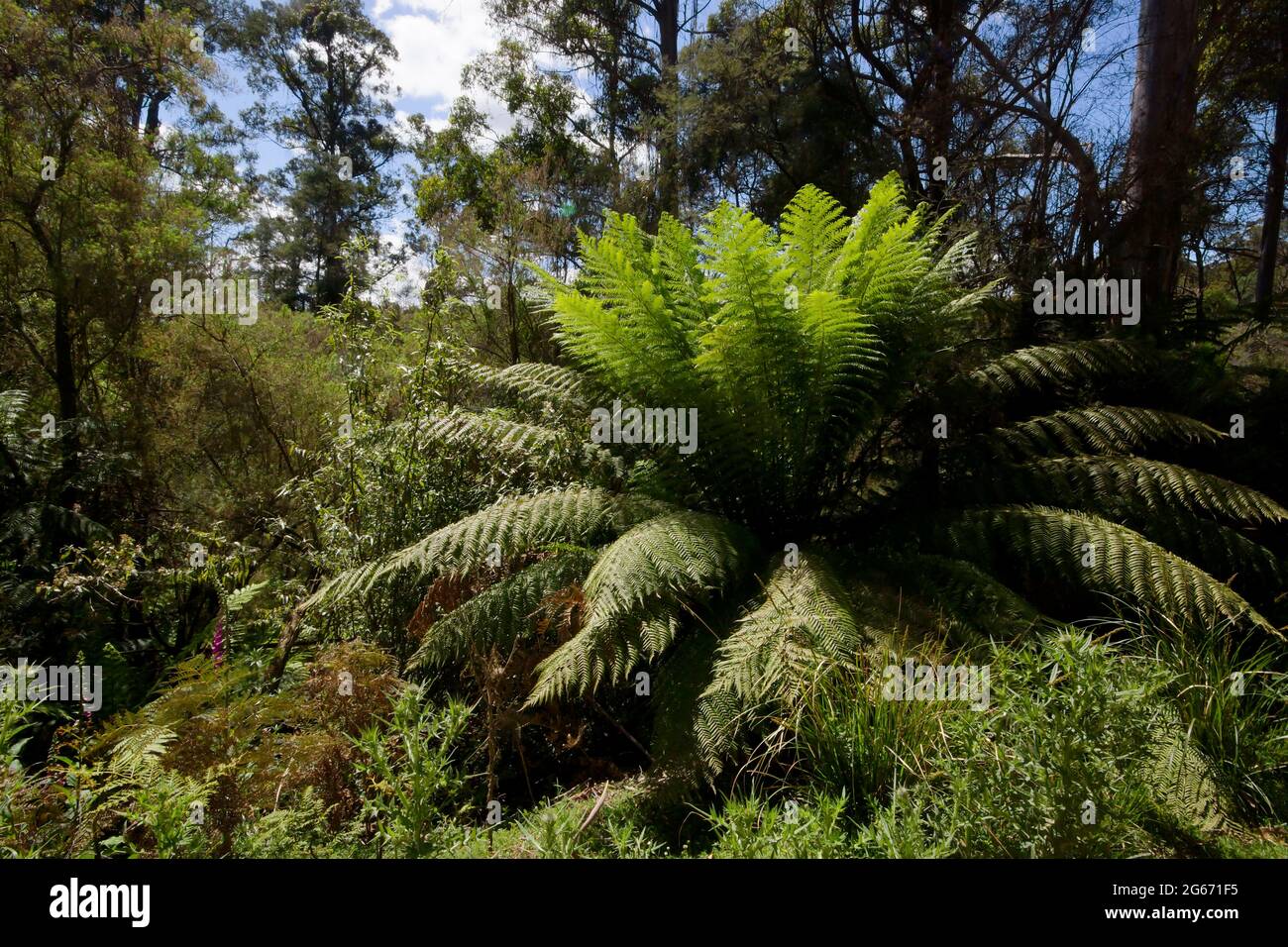 Giant tree fern on Tasmania Stock Photo - Alamy