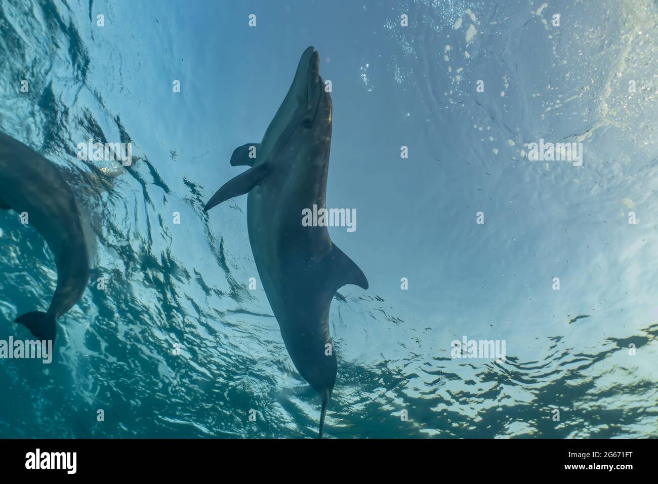 Dolphin swimming in the Red Sea, Eilat Israel Stock Photo - Alamy