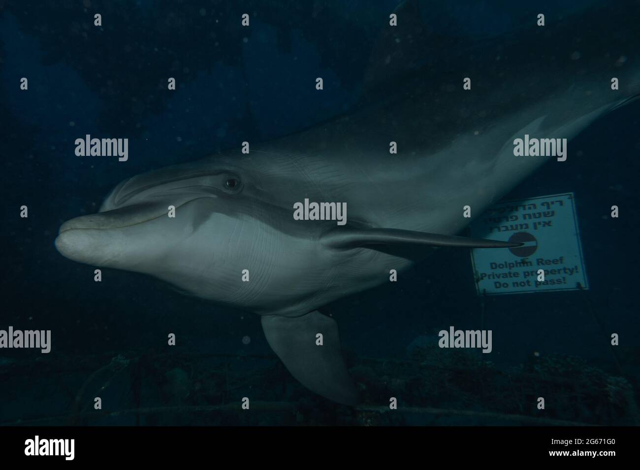 Dolphin swimming in the Red Sea, Eilat Israel Stock Photo - Alamy