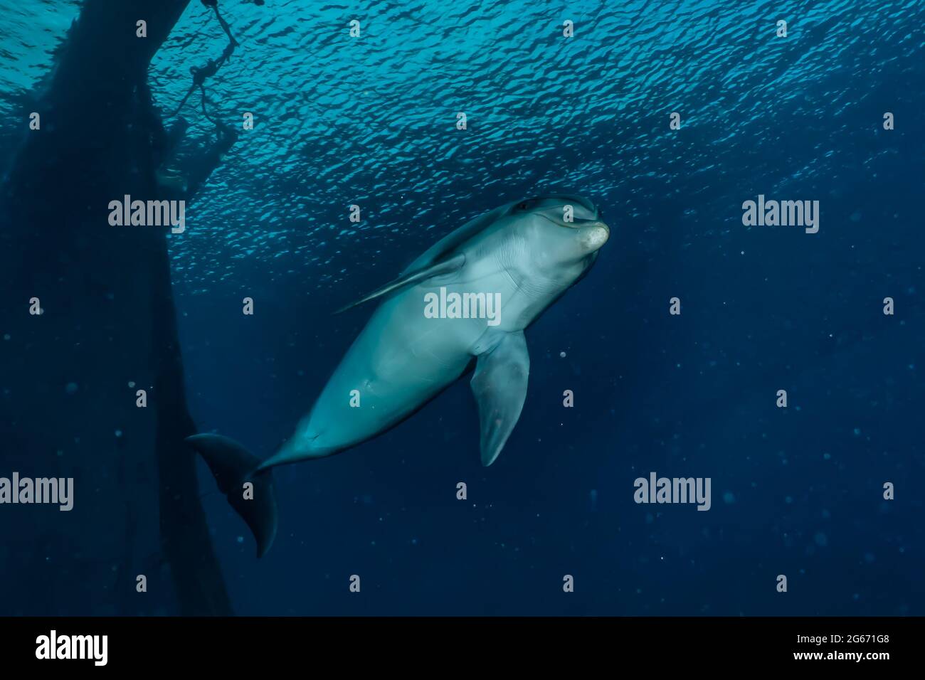 Dolphin swimming in the Red Sea, Eilat Israel Stock Photo - Alamy