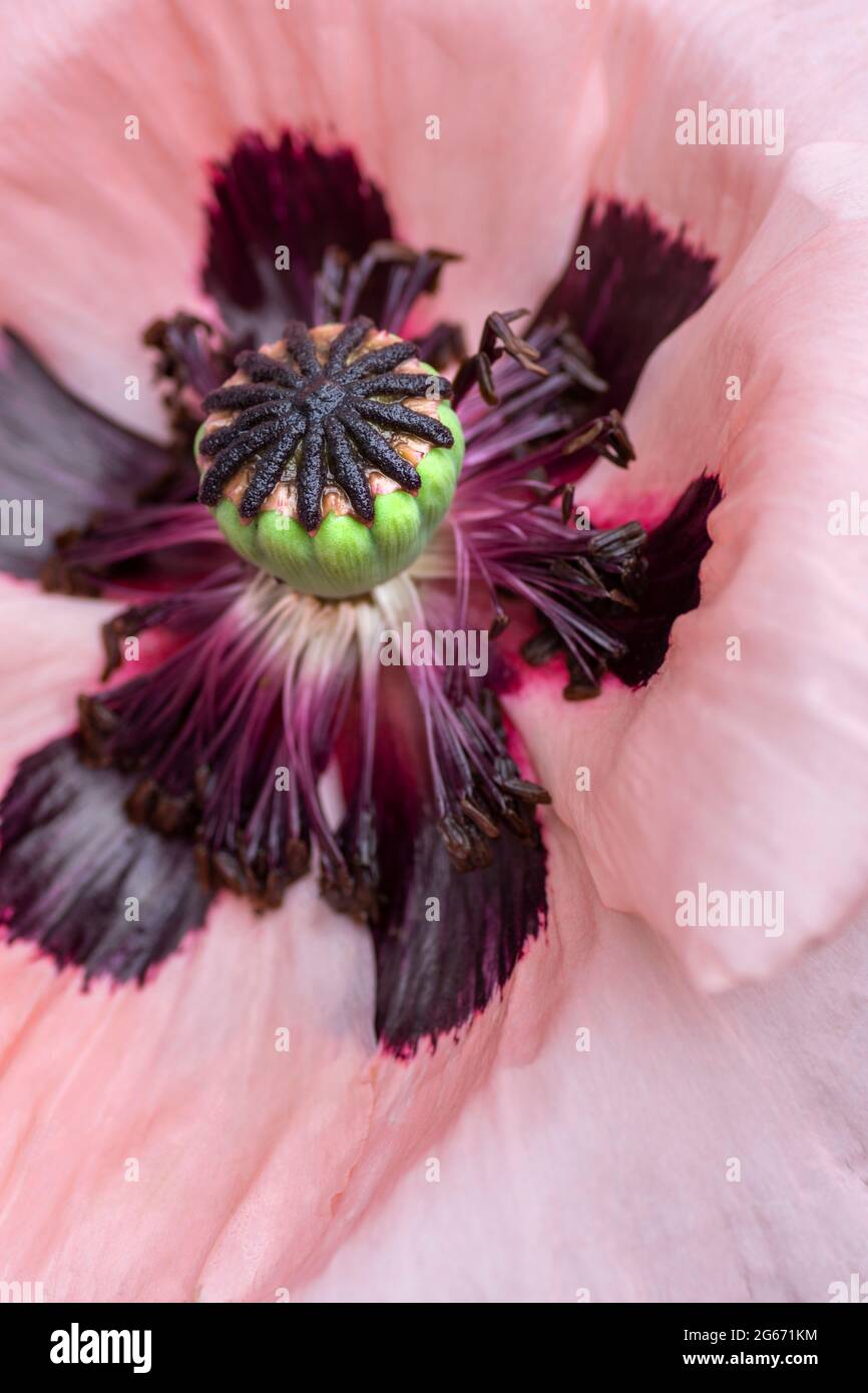 Single pink garden poppy showing the centre detail Stock Photo - Alamy