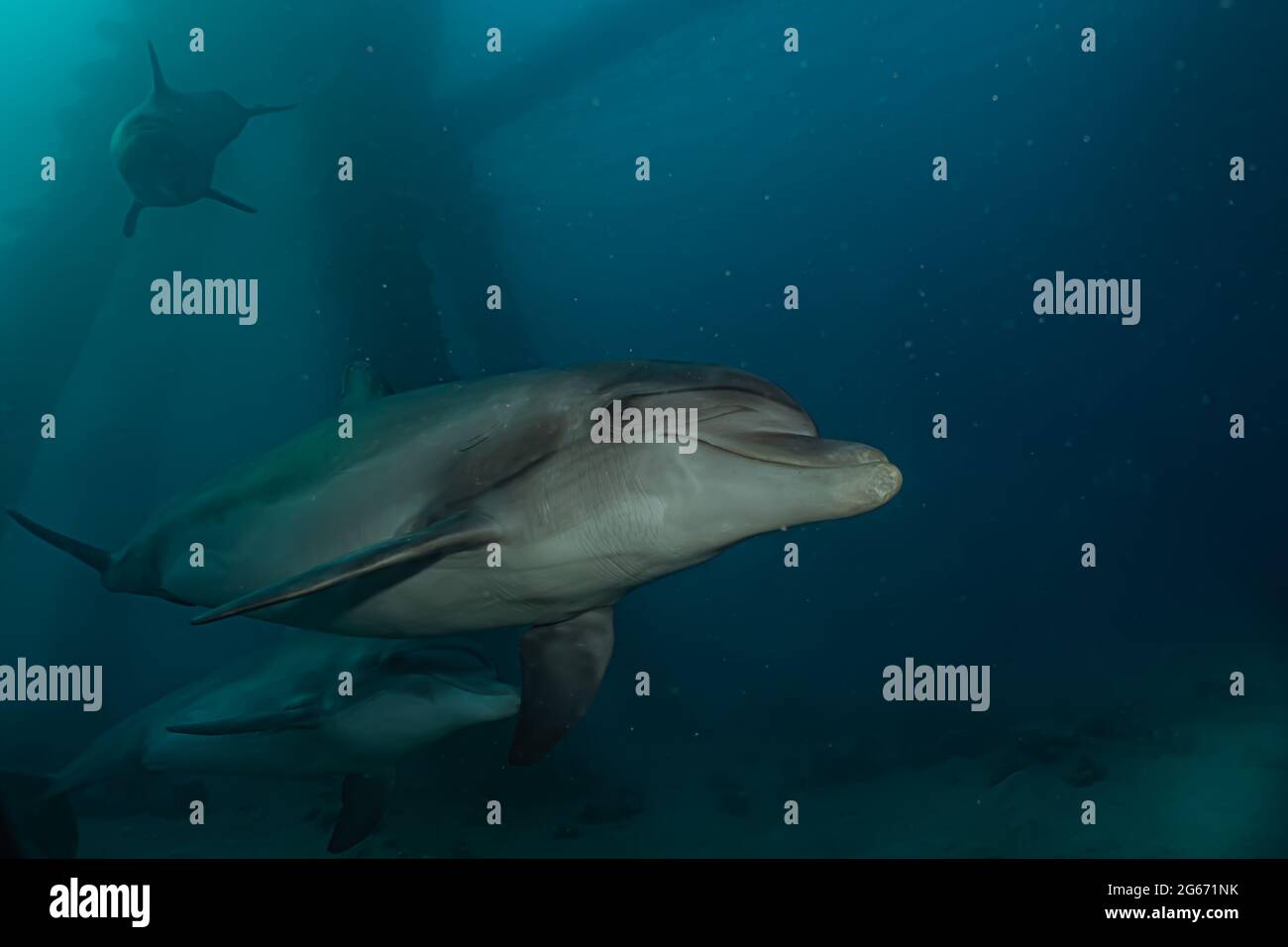 Dolphin swimming in the Red Sea, Eilat Israel Stock Photo - Alamy