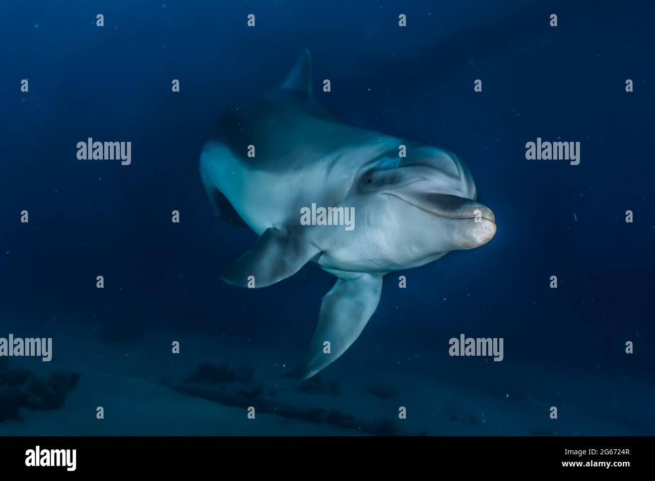 Dolphin swimming in the Red Sea, Eilat Israel Stock Photo - Alamy