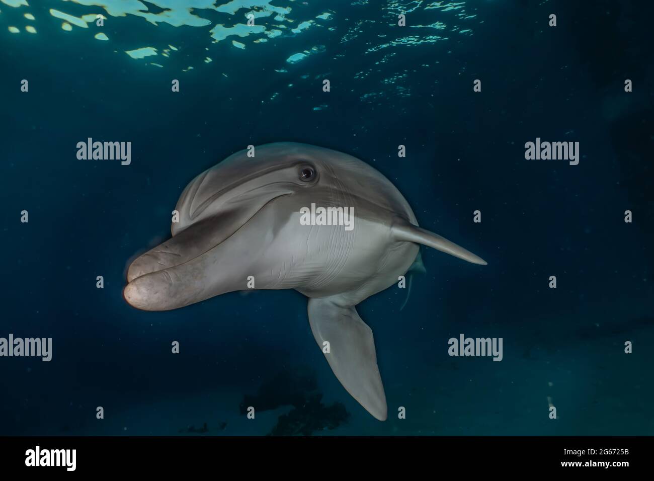 Dolphin swimming in the Red Sea, Eilat Israel Stock Photo - Alamy