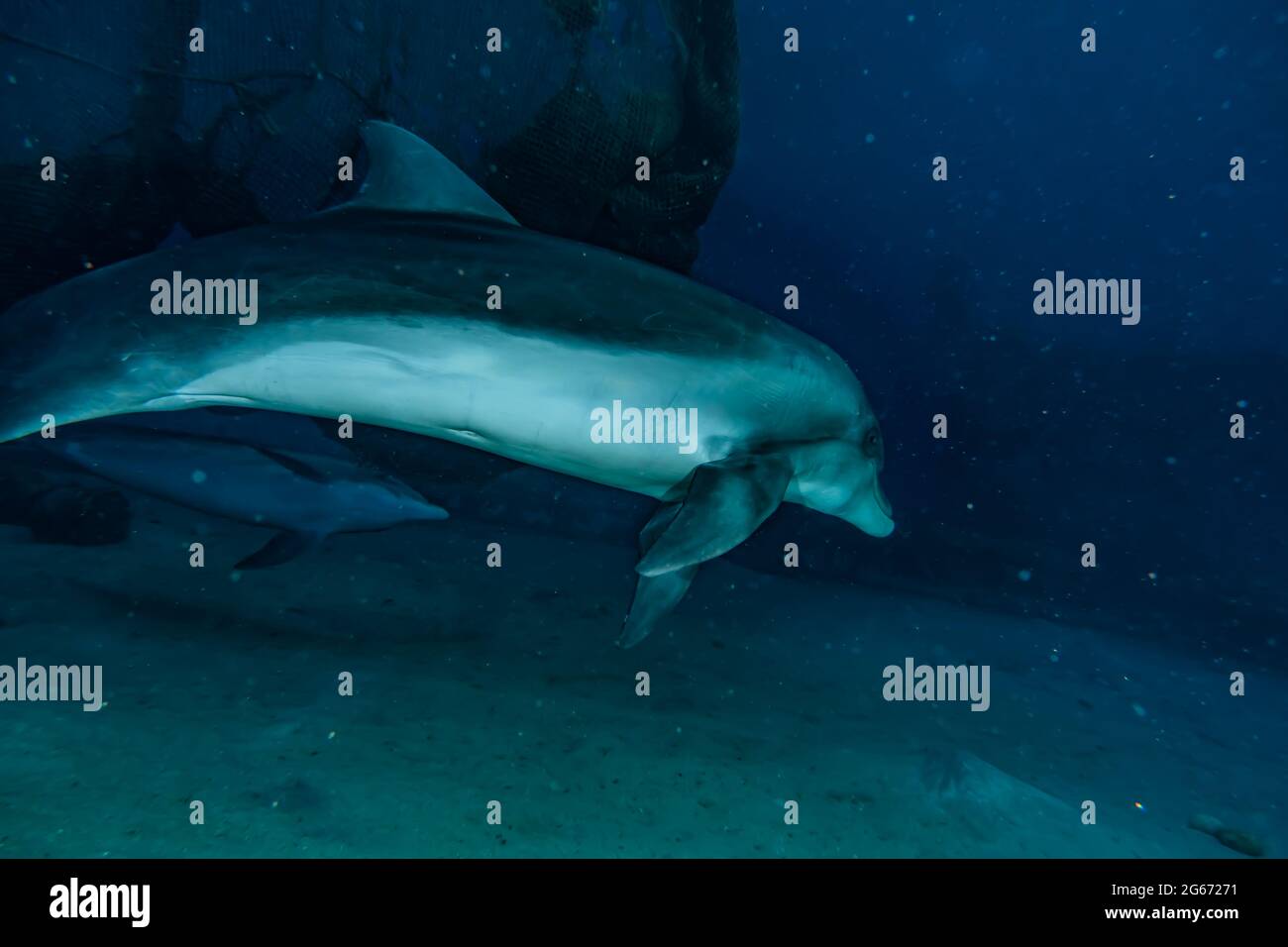 Dolphin swimming in the Red Sea, Eilat Israel Stock Photo - Alamy