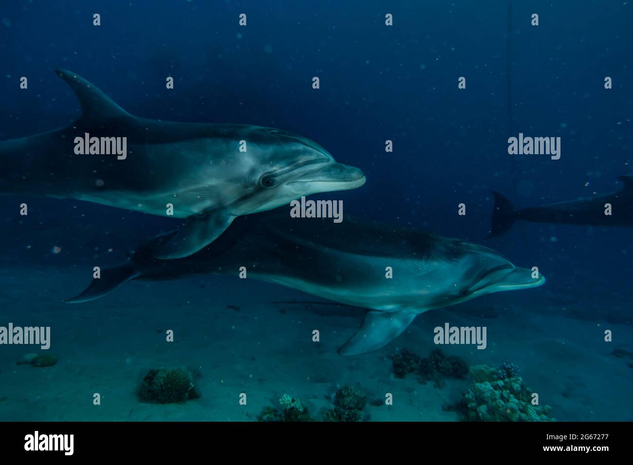 Dolphin swimming in the Red Sea, Eilat Israel Stock Photo - Alamy