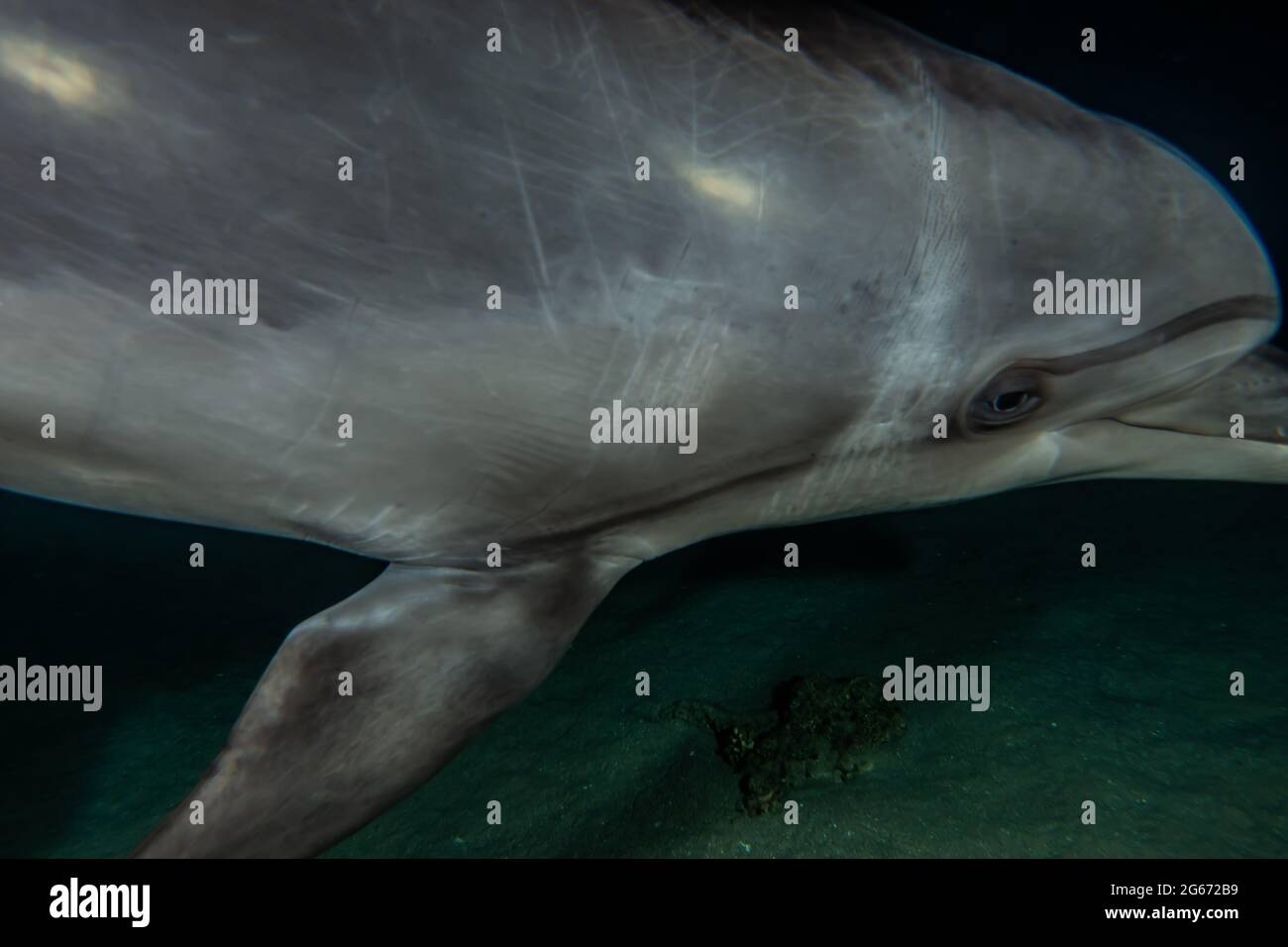 Dolphin swimming in the Red Sea, Eilat Israel Stock Photo - Alamy