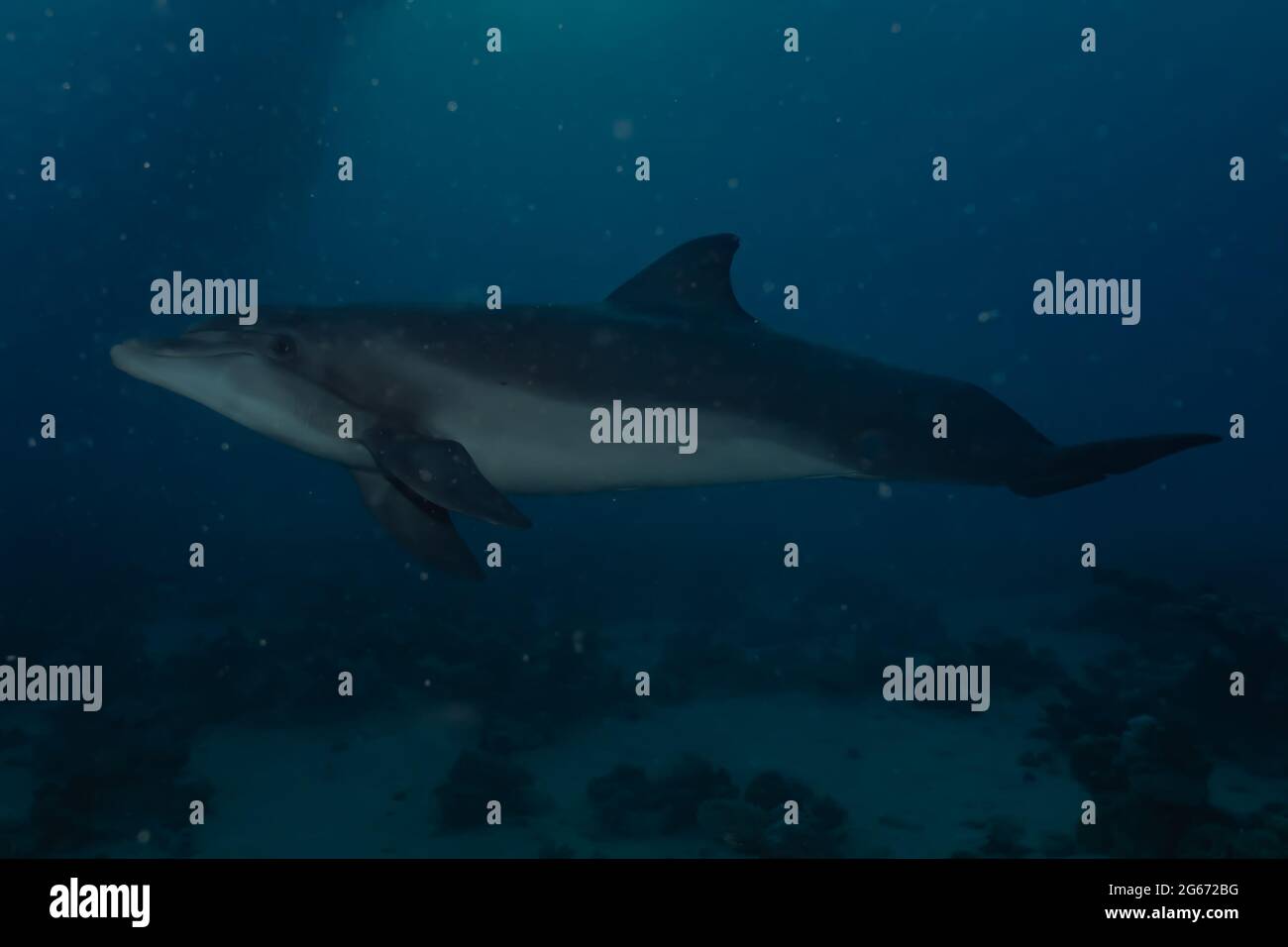 Dolphin swimming in the Red Sea, Eilat Israel Stock Photo - Alamy
