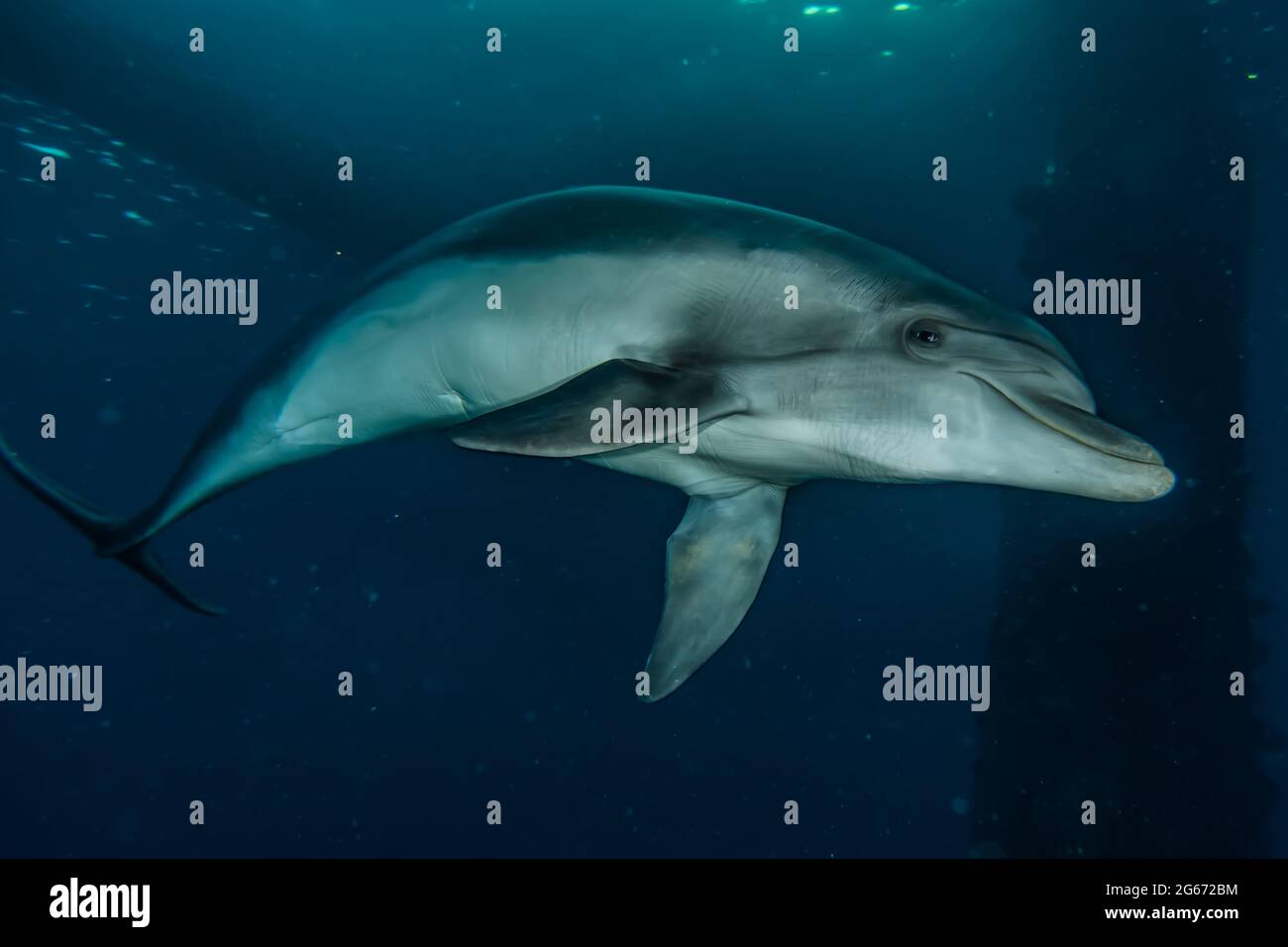 Dolphin swimming in the Red Sea, Eilat Israel Stock Photo - Alamy