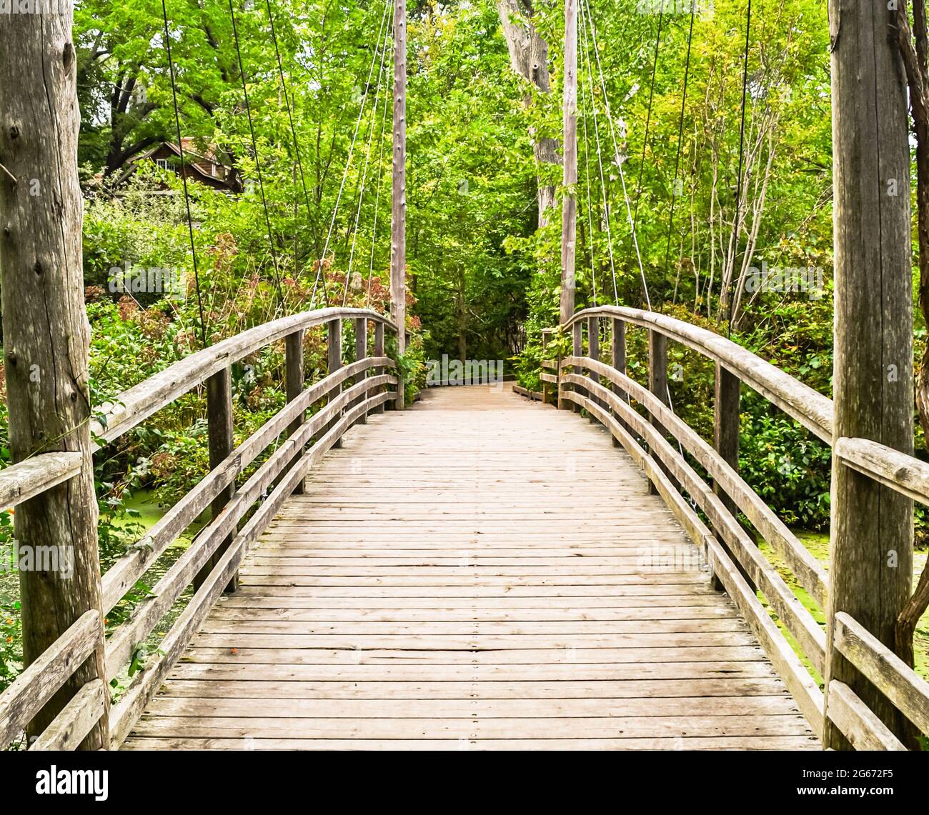 Beautiful wooden suspension bridge crosses over a freshwater wetland ...
