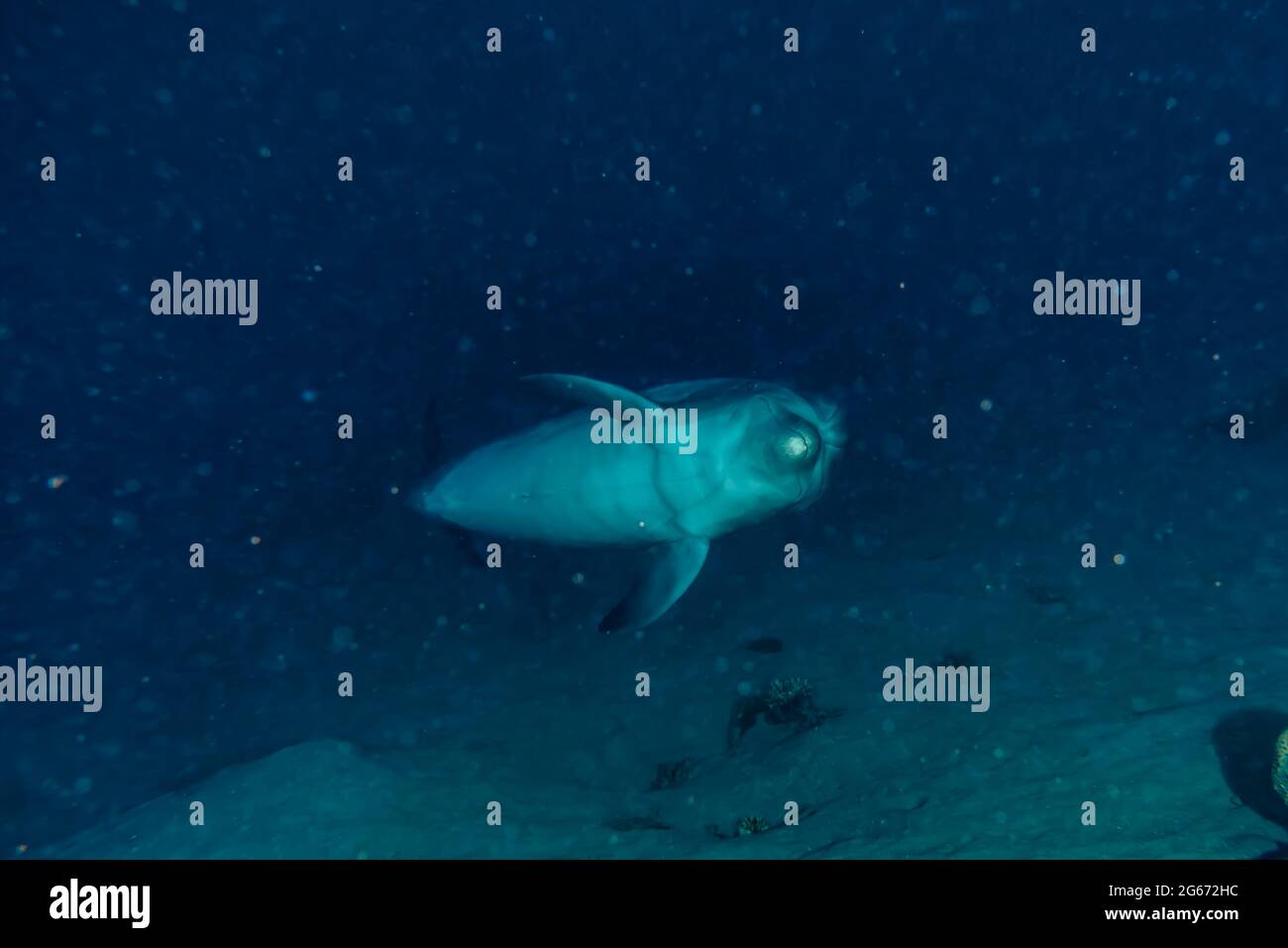 Dolphin swimming in the Red Sea, Eilat Israel Stock Photo - Alamy
