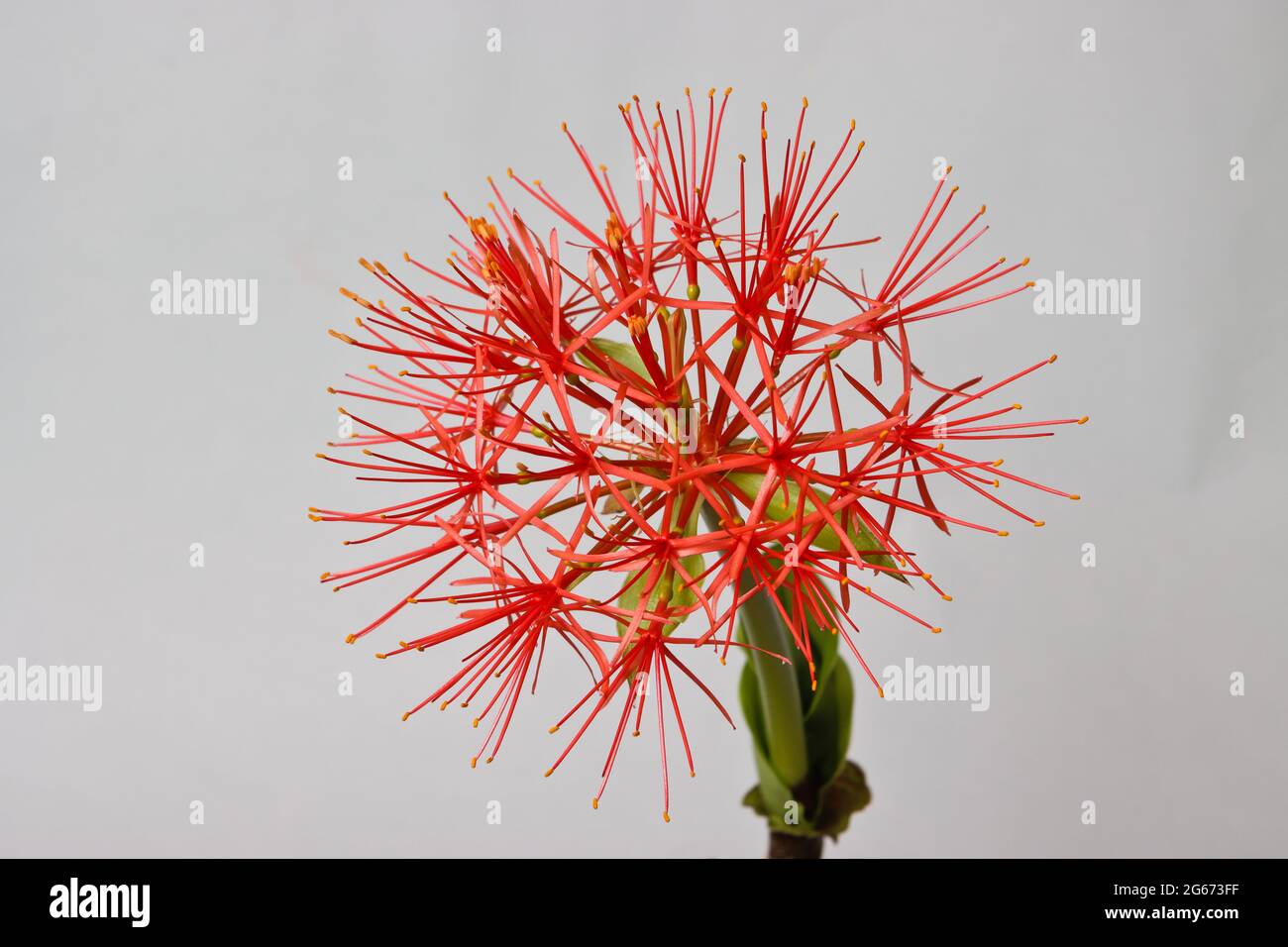 Scarlet flower hi-res stock photography and images - Alamy