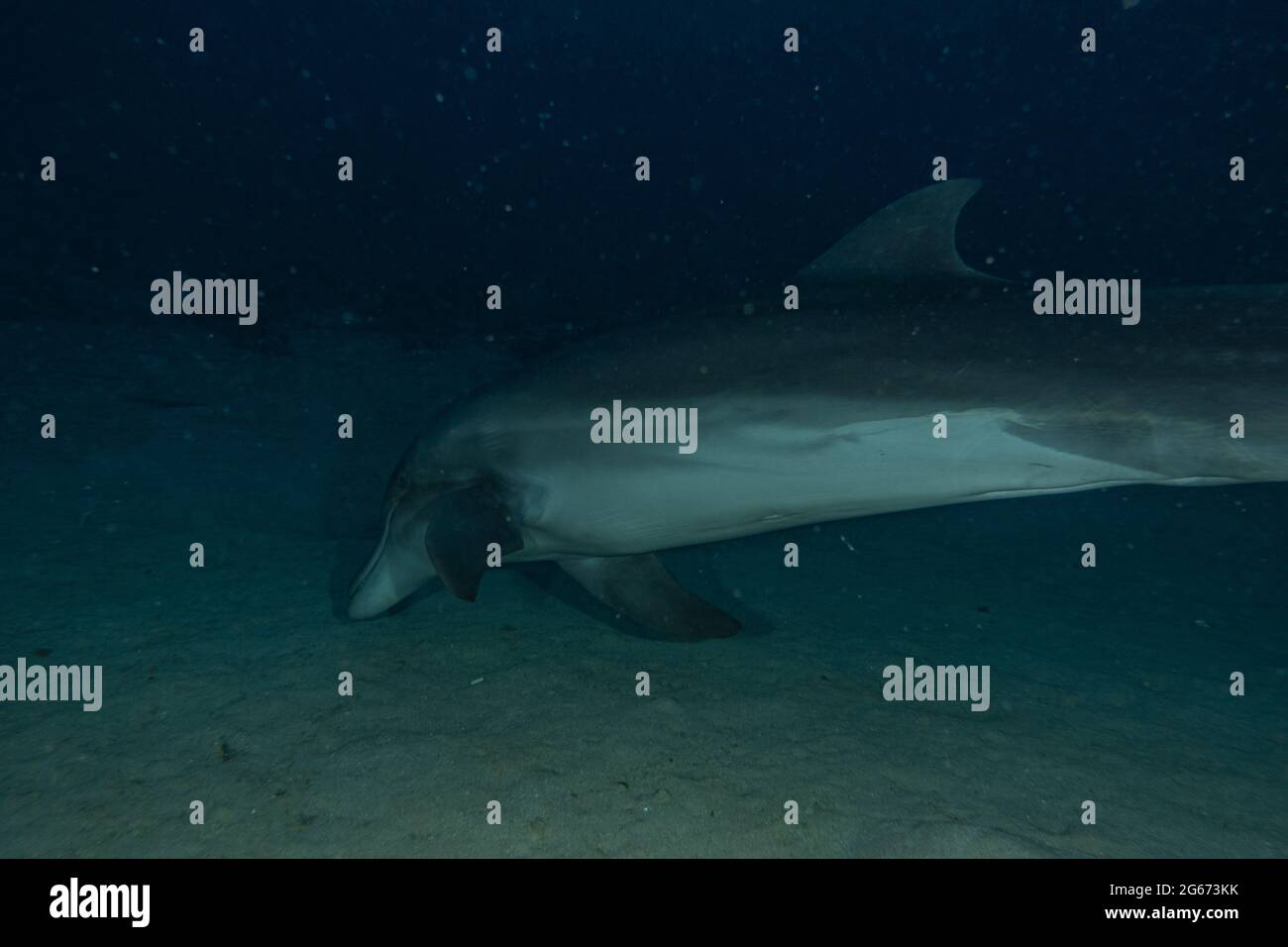 Dolphin swimming in the Red Sea, Eilat Israel Stock Photo - Alamy