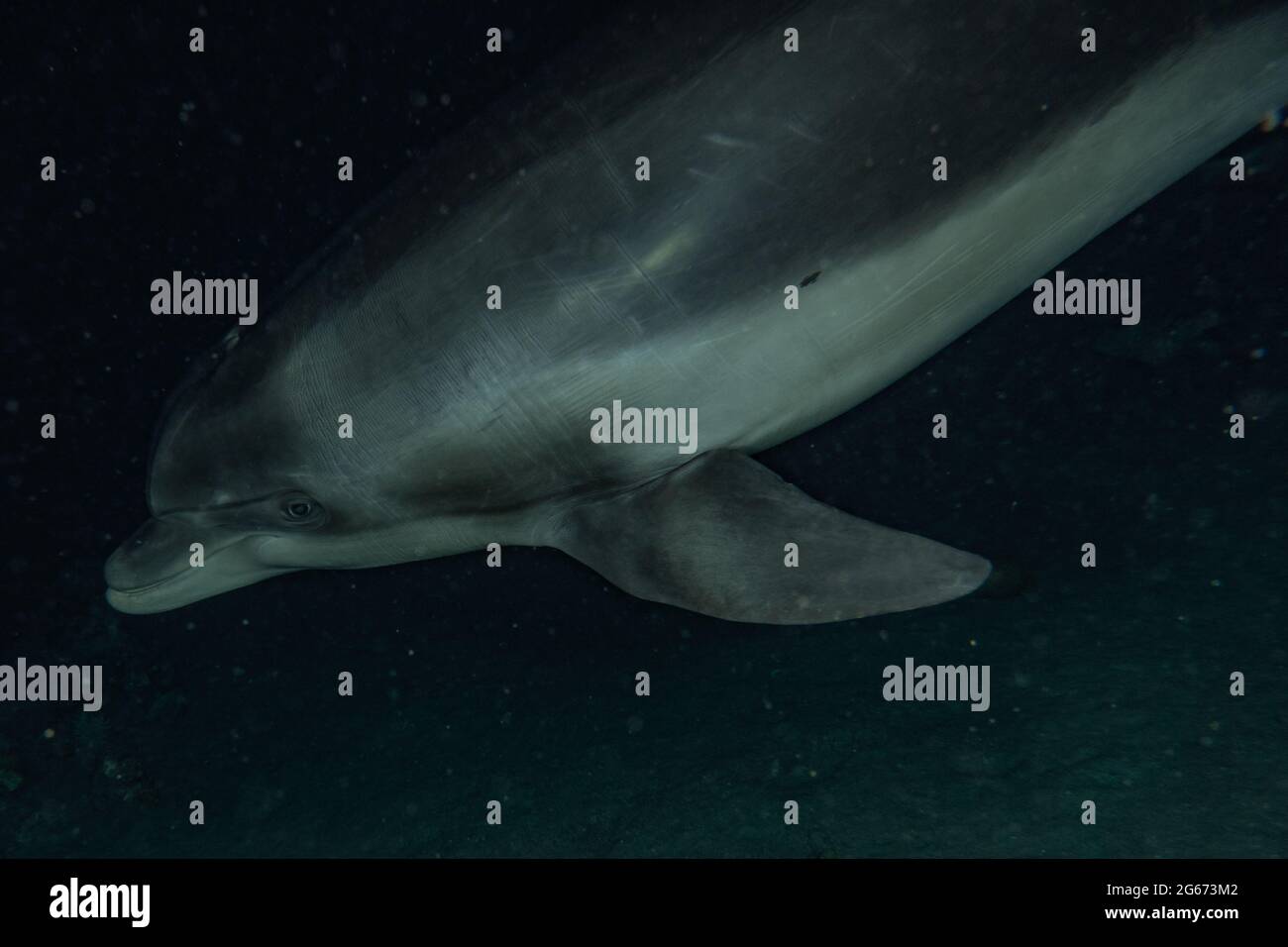 Dolphin swimming in the Red Sea, Eilat Israel Stock Photo - Alamy