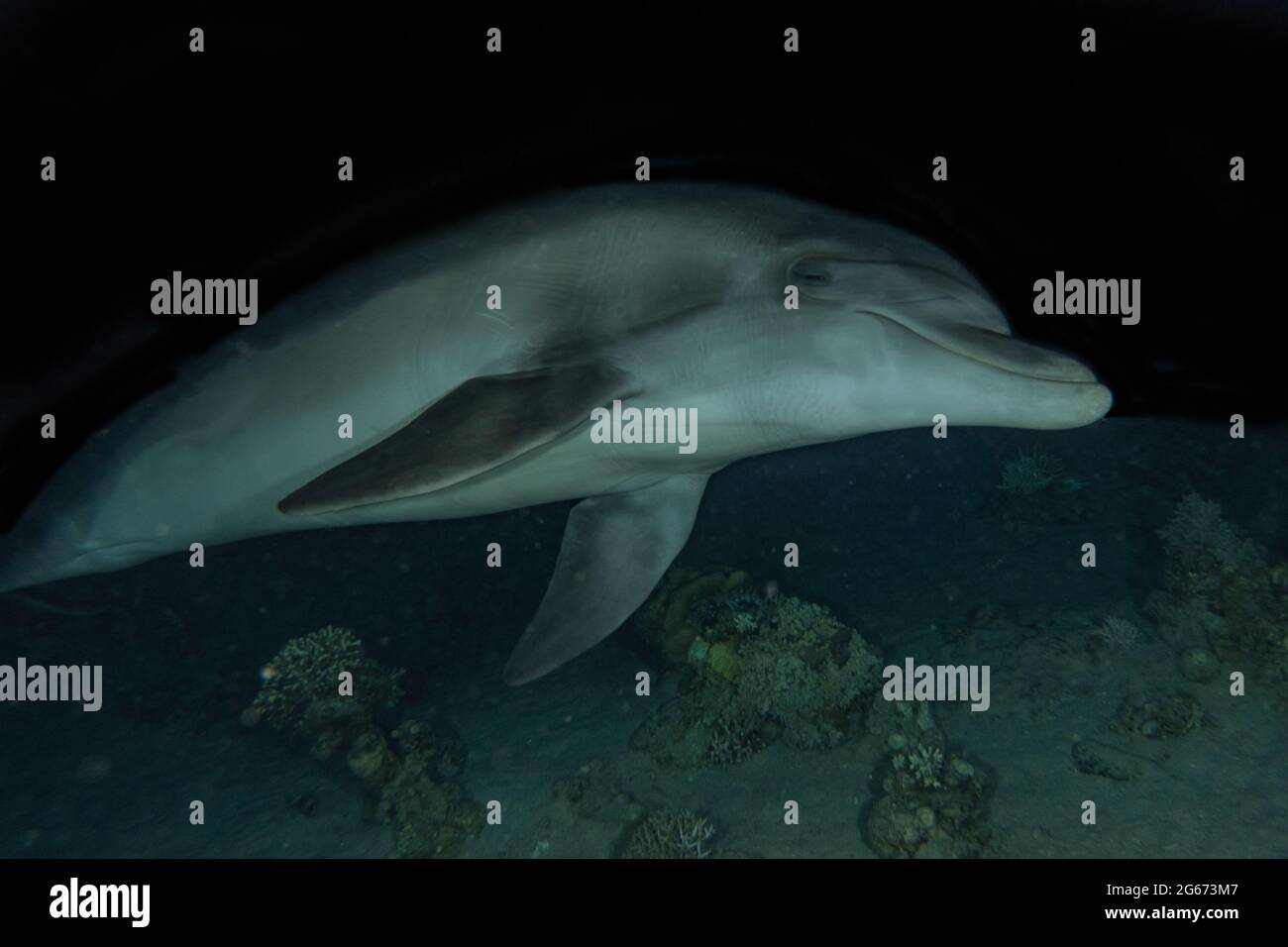 Dolphin swimming in the Red Sea, Eilat Israel Stock Photo - Alamy