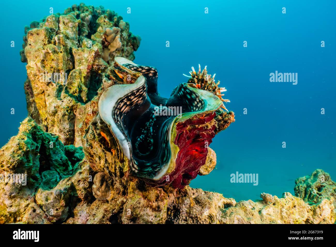Giant Clam in the Red Sea Colorful and beautiful, Eilat Israel Stock ...