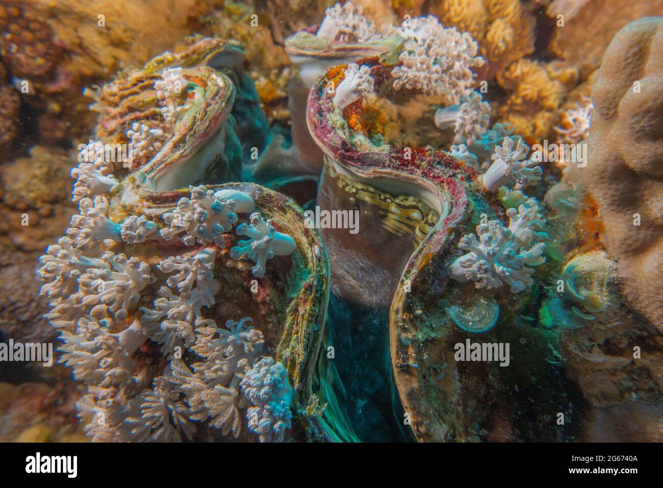 Giant Clam in the Red Sea Colorful and beautiful, Eilat Israel Stock ...