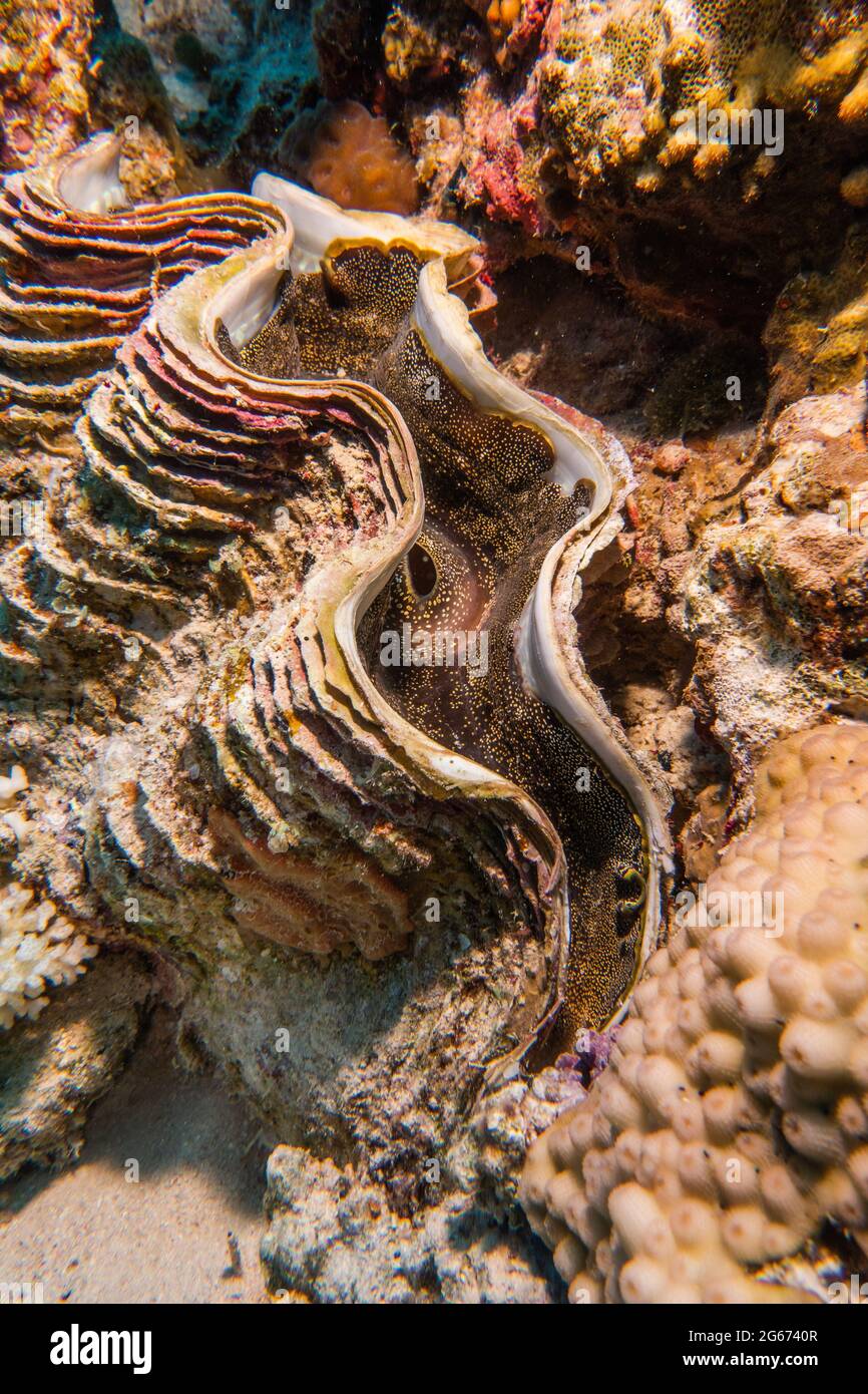 Giant Clam in the Red Sea Colorful and beautiful, Eilat Israel Stock ...
