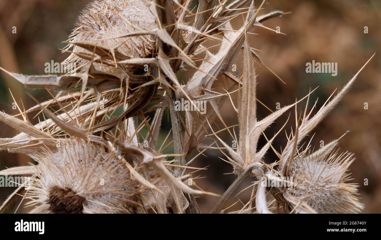 Flower Thorn In A Forest Stock Photo - Alamy