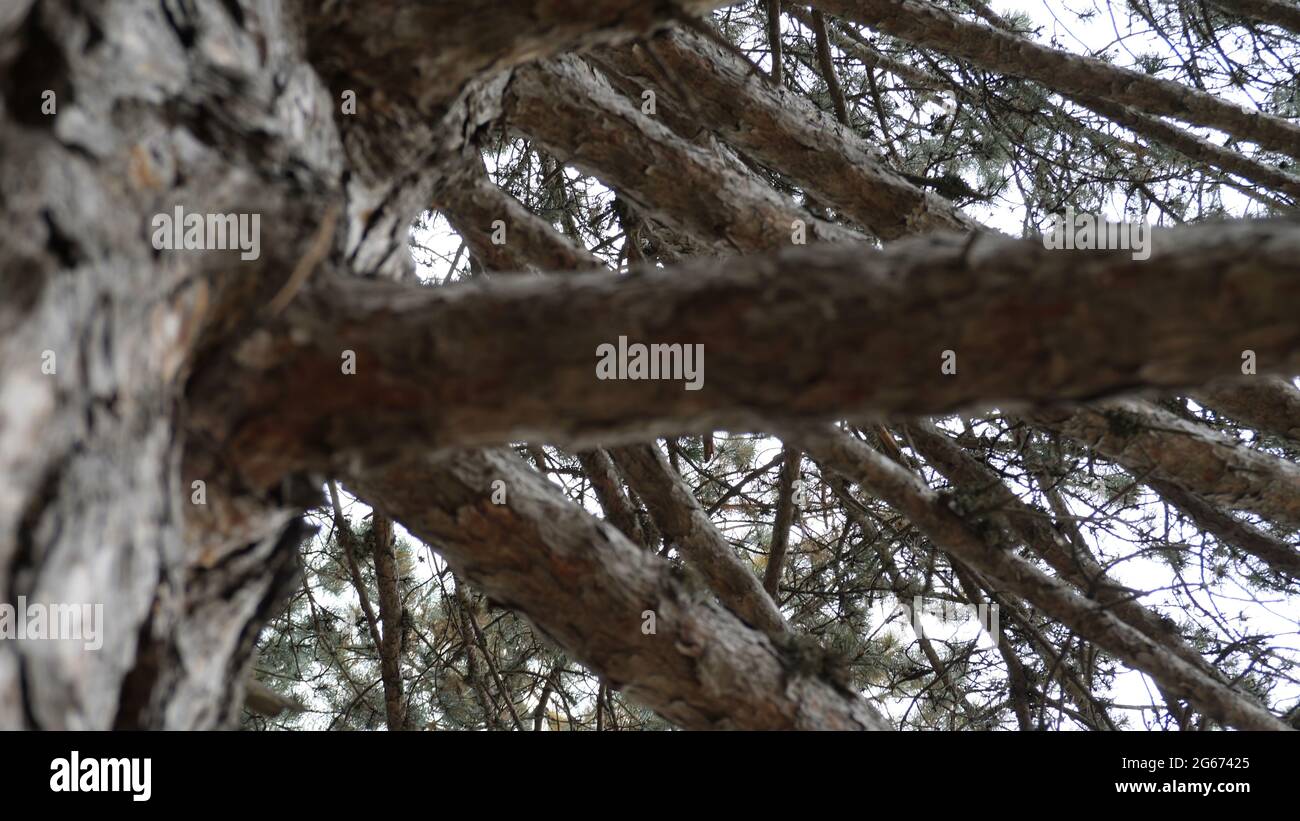 Bottom View Of The Pine Branches Stock Photo - Alamy