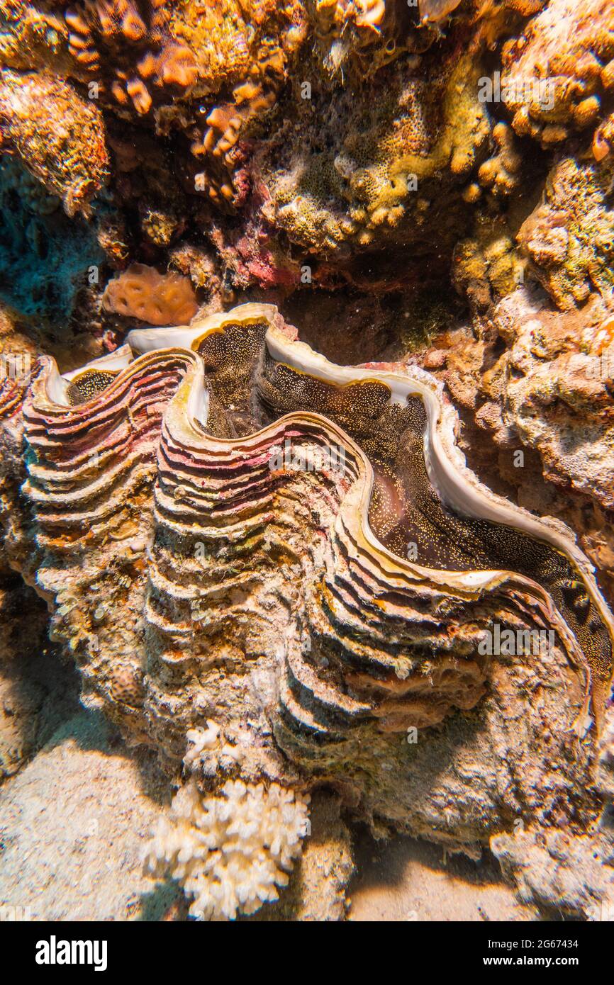 Giant Clam in the Red Sea Colorful and beautiful, Eilat Israel Stock ...